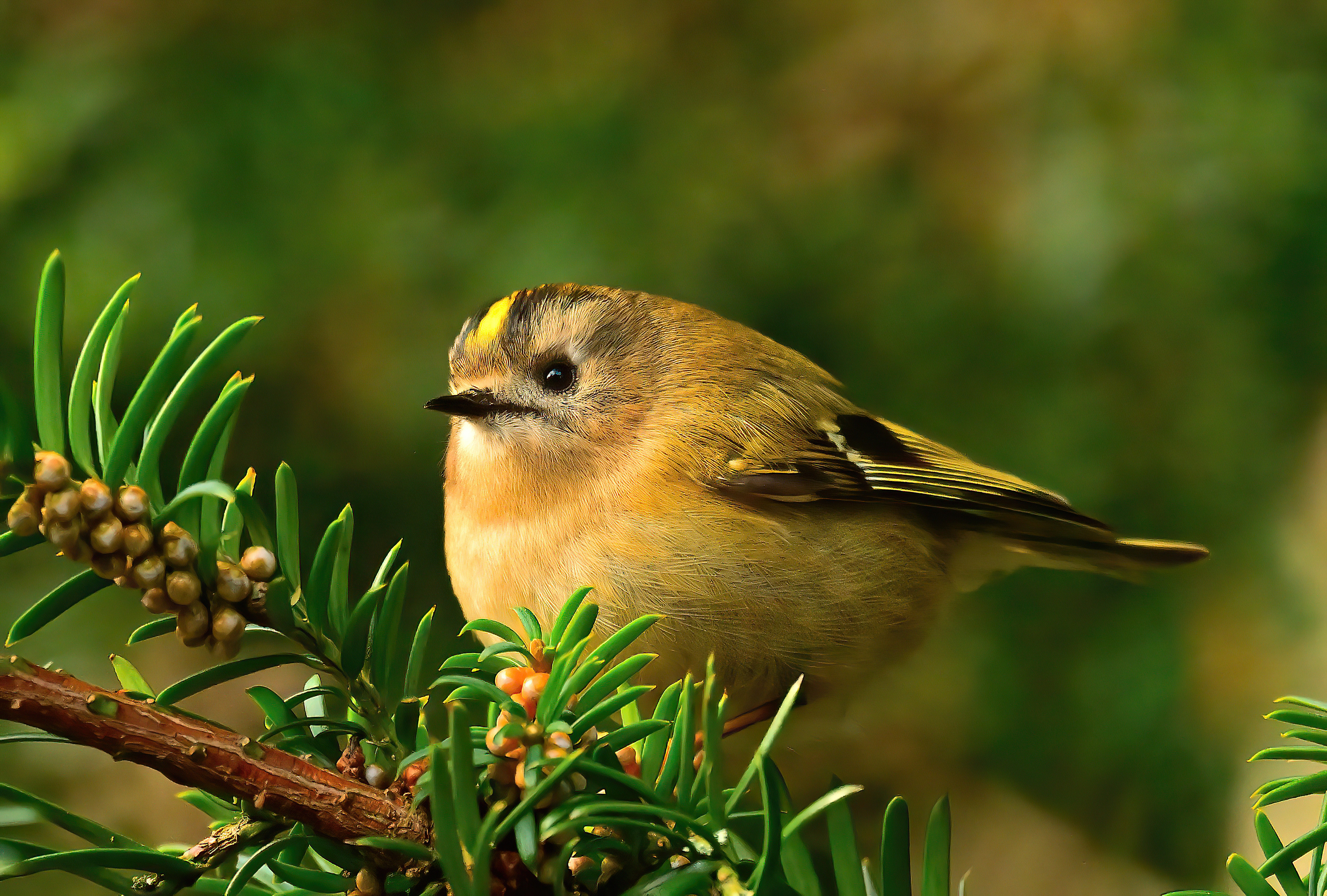 Goldcrest by Rob Bendelow - BirdGuides
