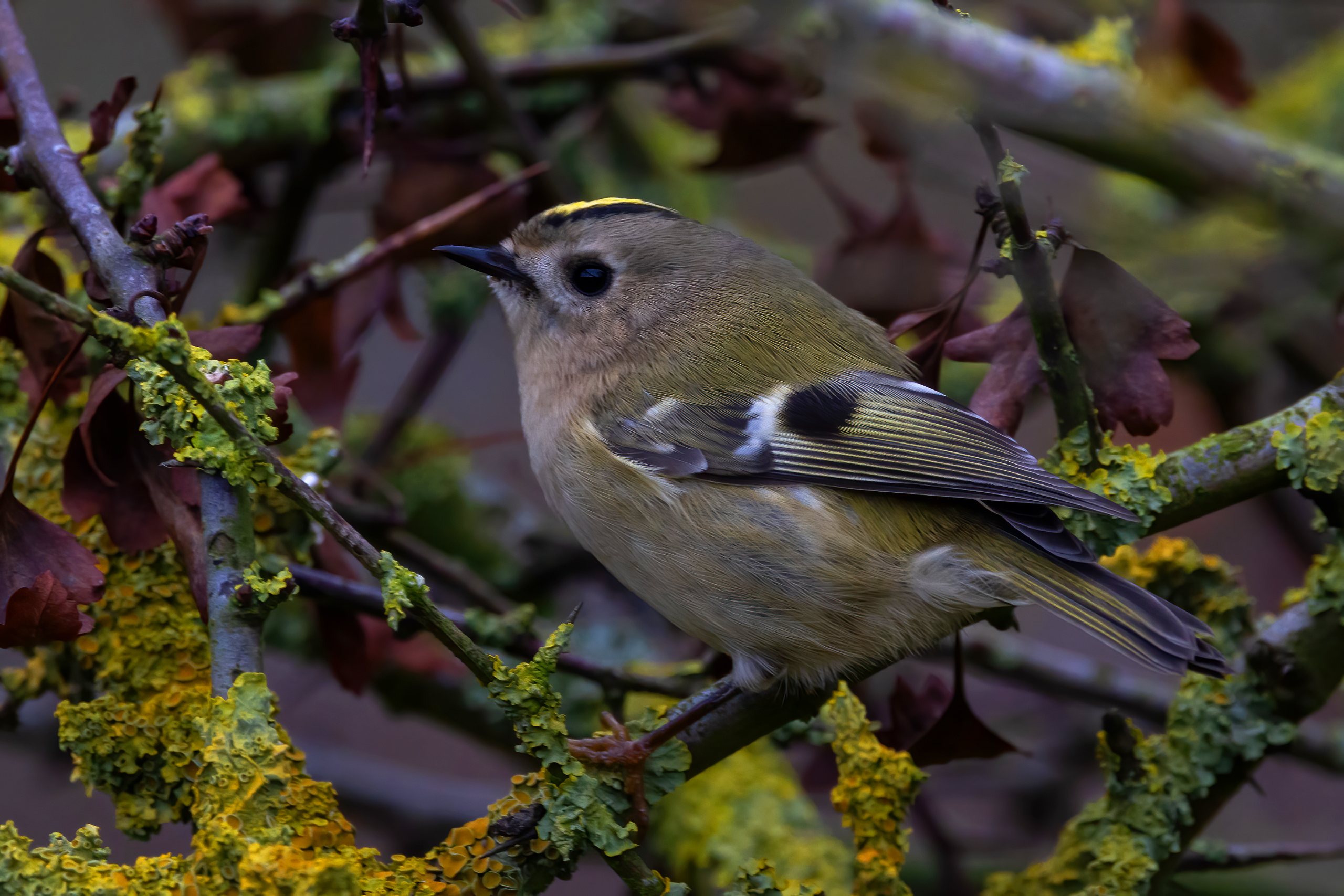 Birdwatching Sites in East Yorkshire - BirdGuides