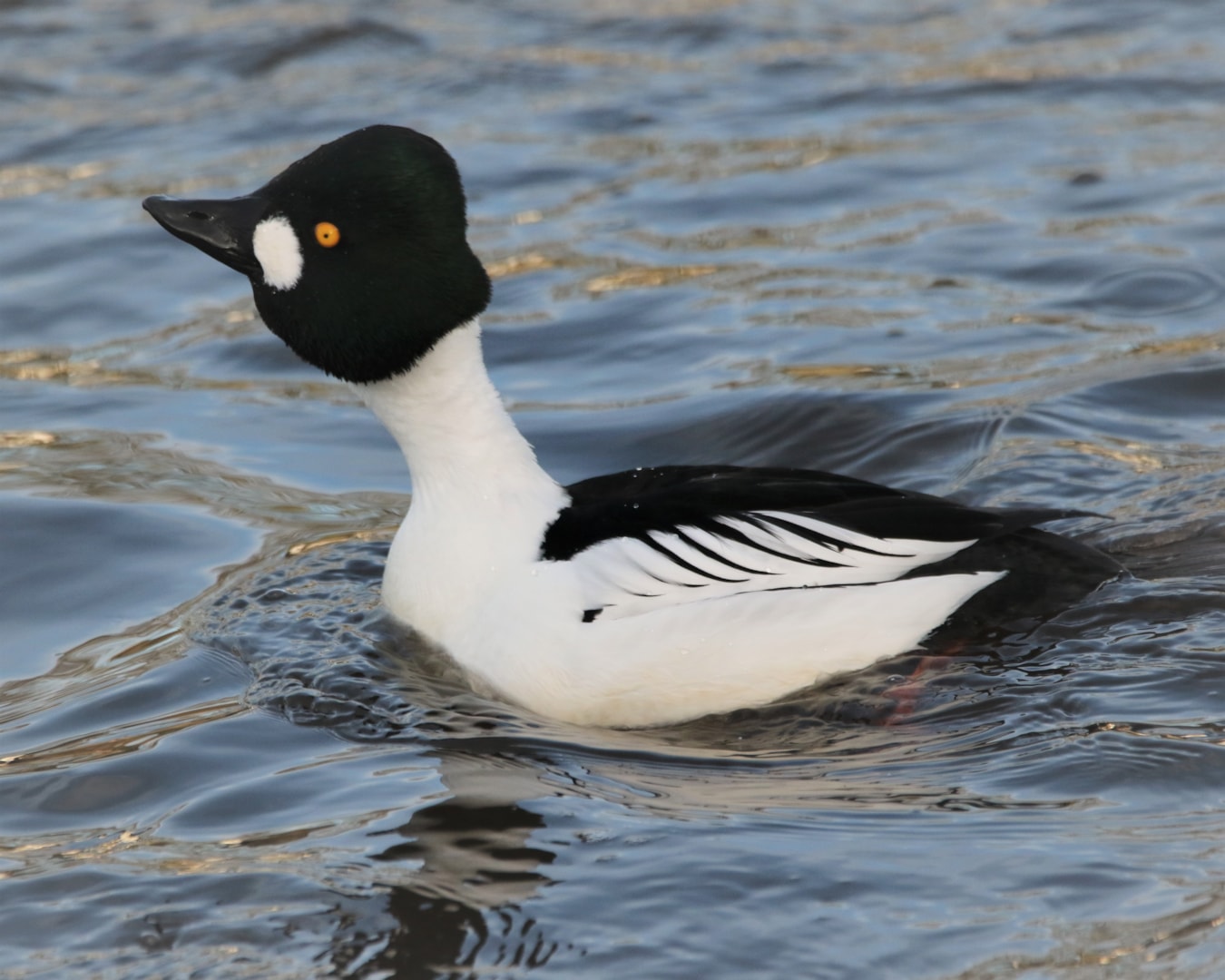 Common Goldeneye by Andrew Dodd - BirdGuides