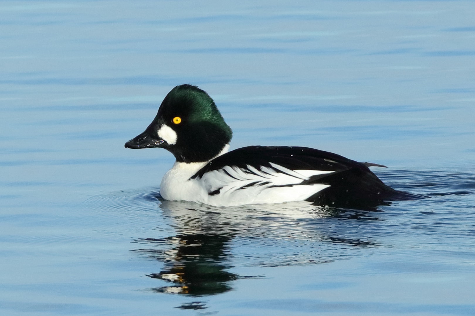 Common Goldeneye by Mike Trew - BirdGuides