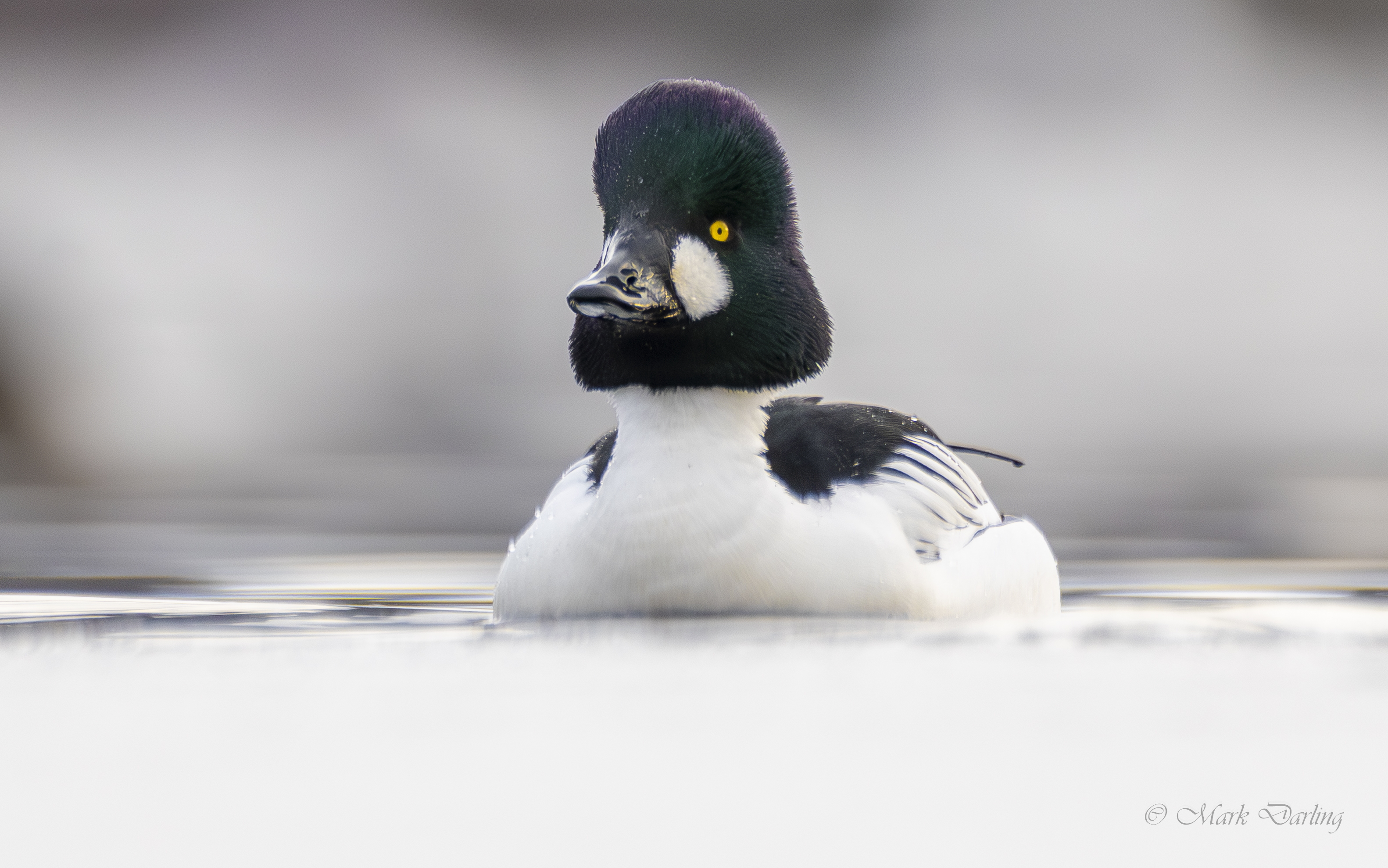 Common Goldeneye by Mark Darling - BirdGuides