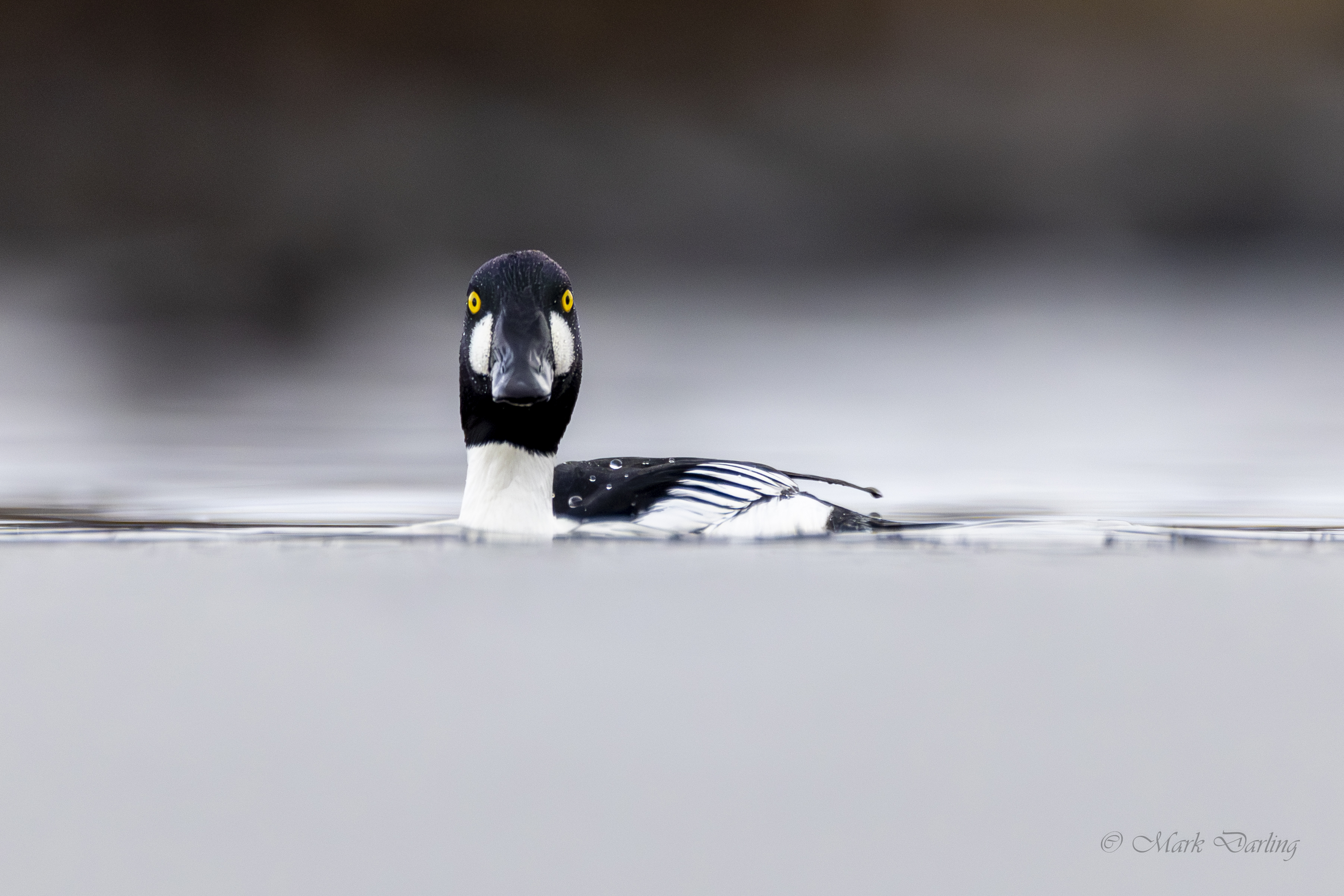 Common Goldeneye by Mark Darling - BirdGuides