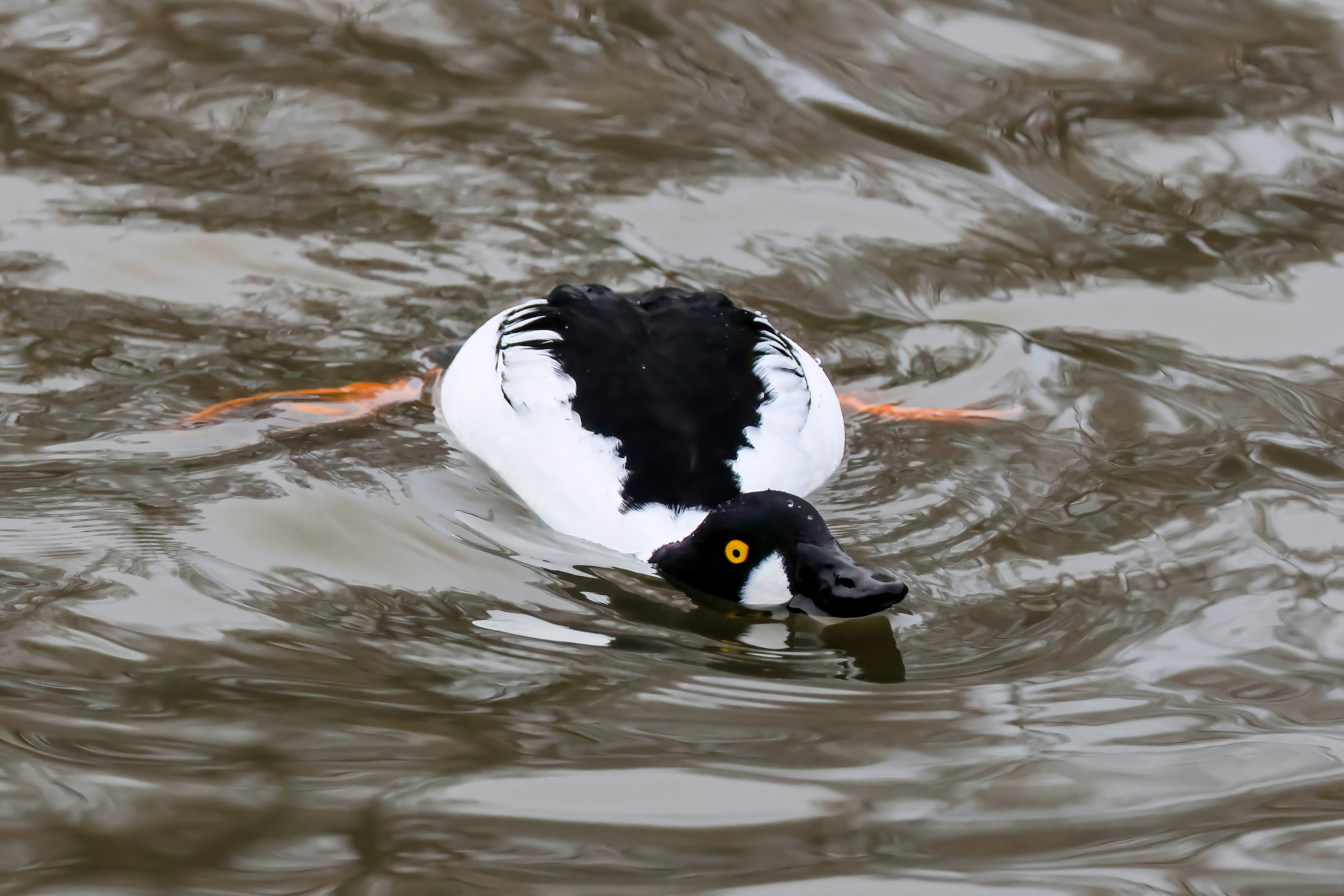 Common Goldeneye by Lee Gregory - BirdGuides