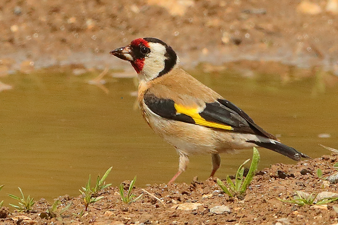 Goldfinch by Mike Trew - BirdGuides