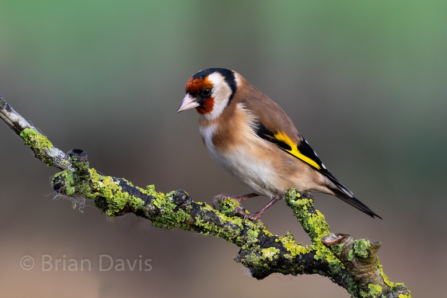 Orchard Goldfinch Birds