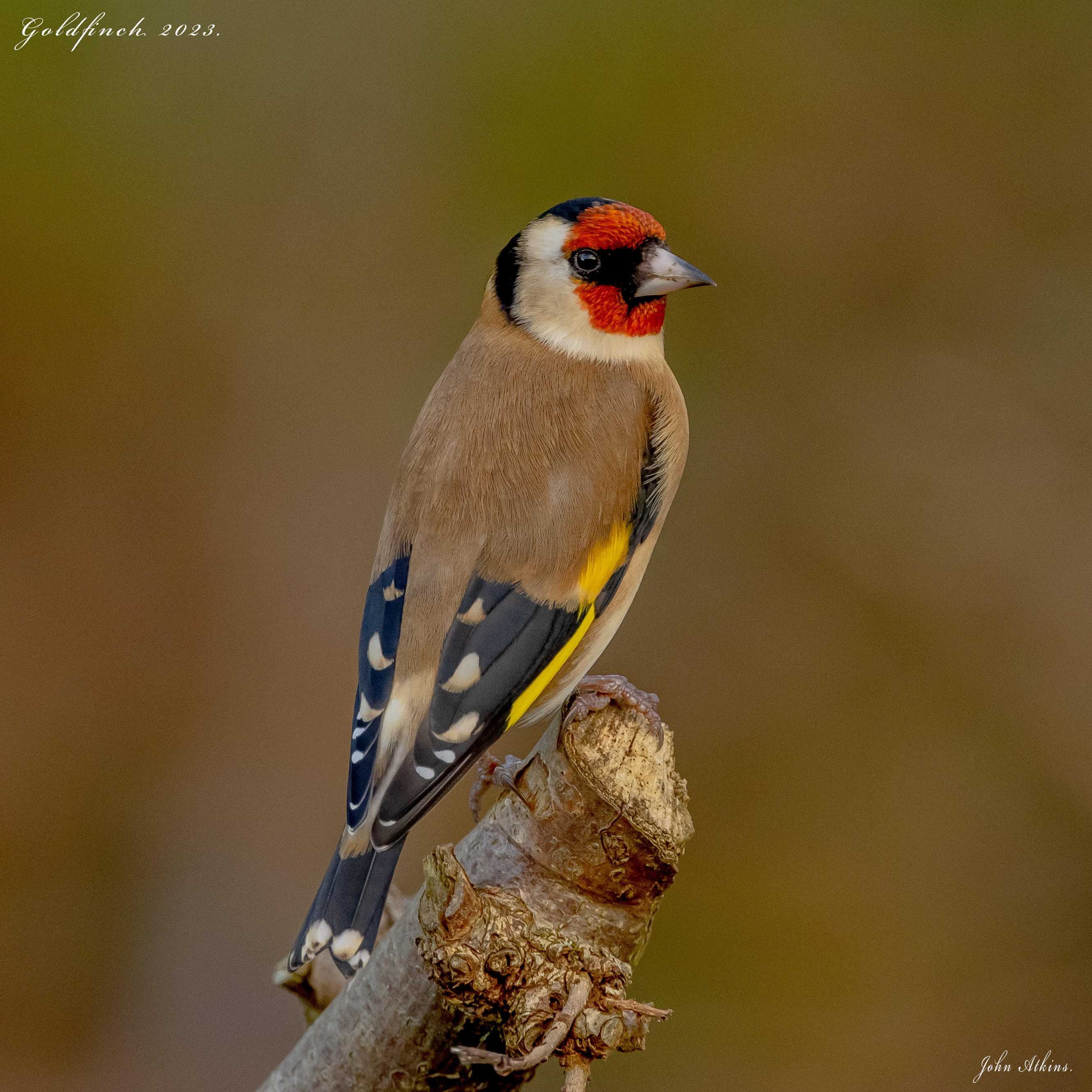 Goldfinch by John Atkins - BirdGuides