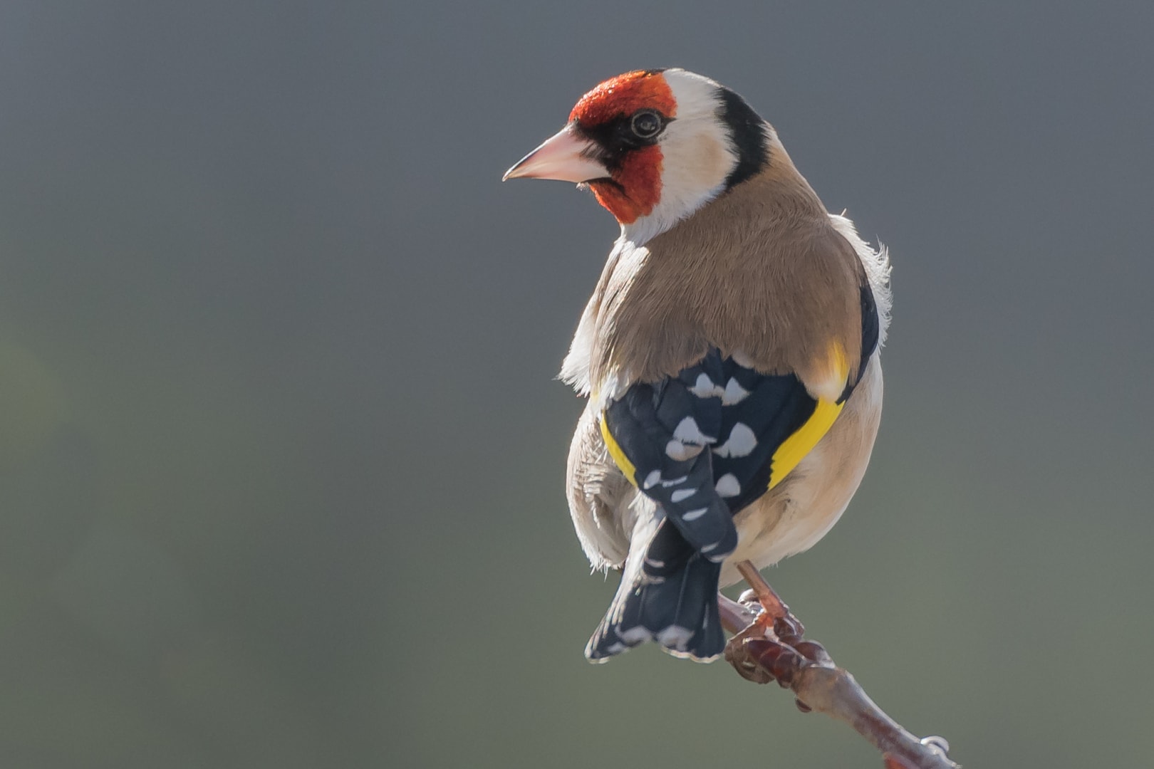Goldfinch by J G Snowball - BirdGuides