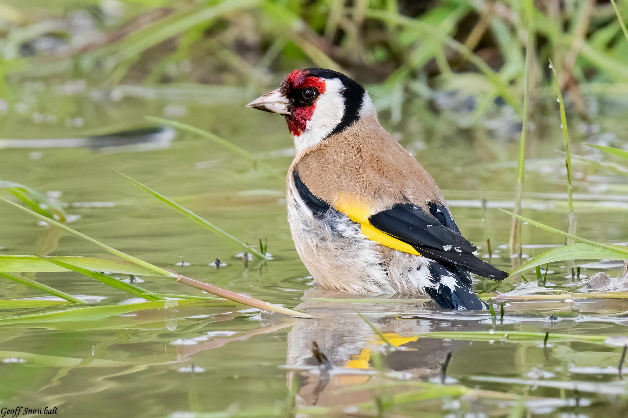 Goldfinch by Geoff Snowball - BirdGuides