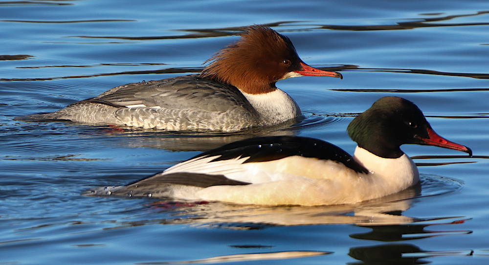 Goosander by David A Johnston - BirdGuides