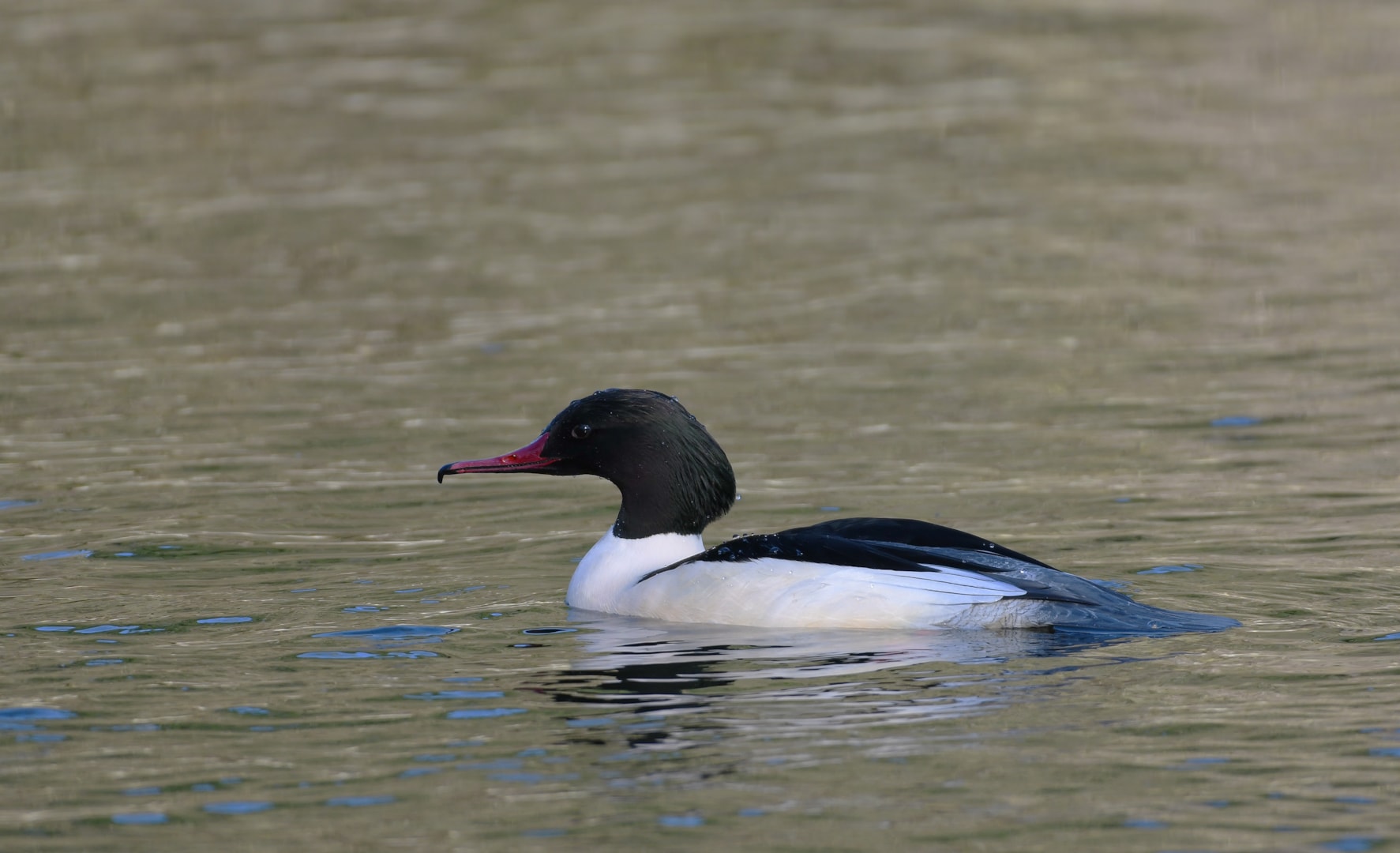 Goosander by Craig Holden - BirdGuides