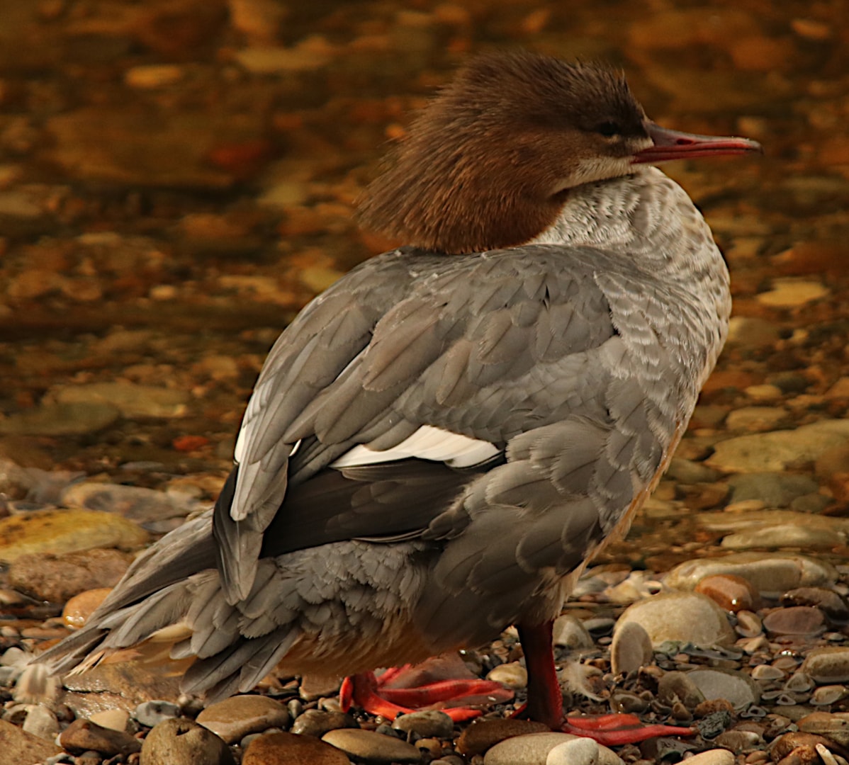 Goosander by David A Johnston - BirdGuides