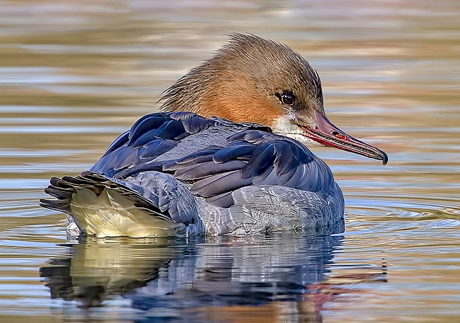 Stoke-on-Trent Birdwatching Site - BirdGuides