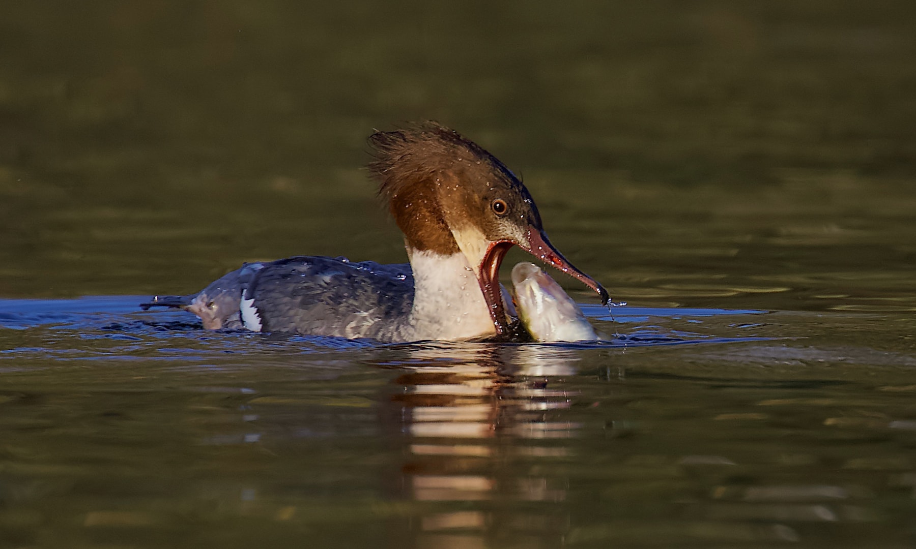 Goosander by Dave Jackson - BirdGuides