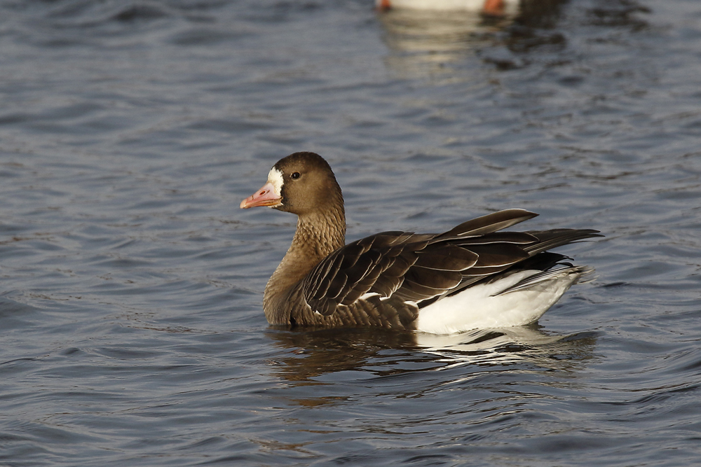 Russian White-fronted Goose by Chris Barlow - BirdGuides