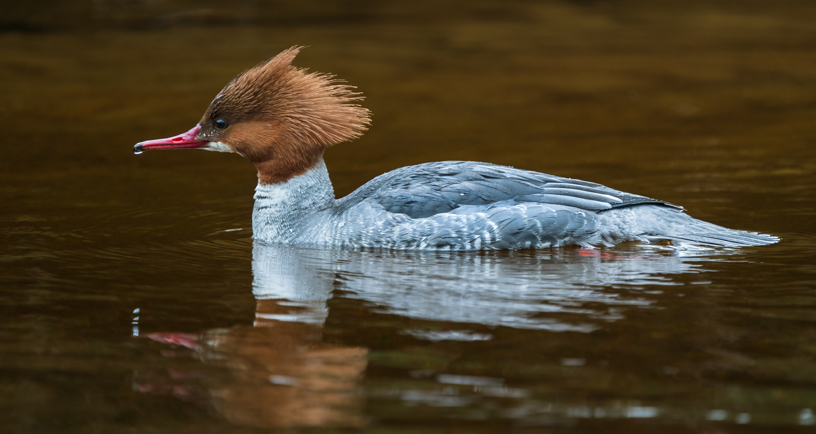 Goosander by Maxwell Law - BirdGuides