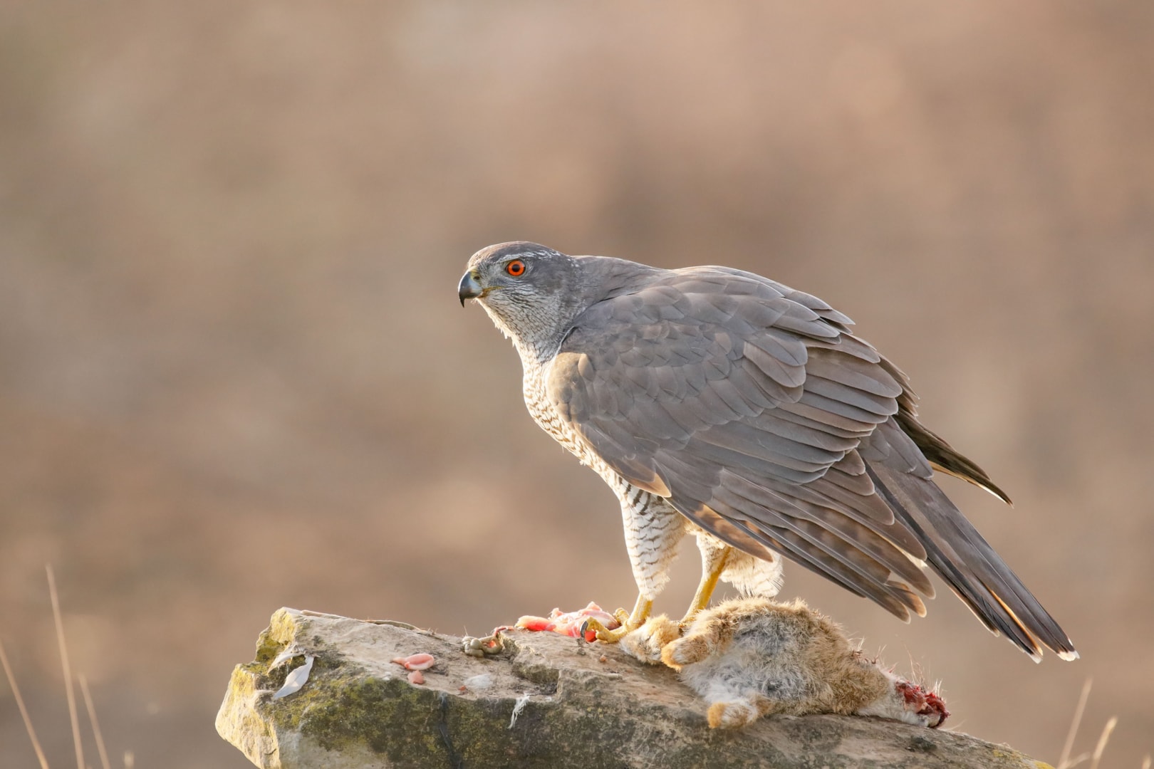 Northern Goshawk by Colin Bradshaw - BirdGuides