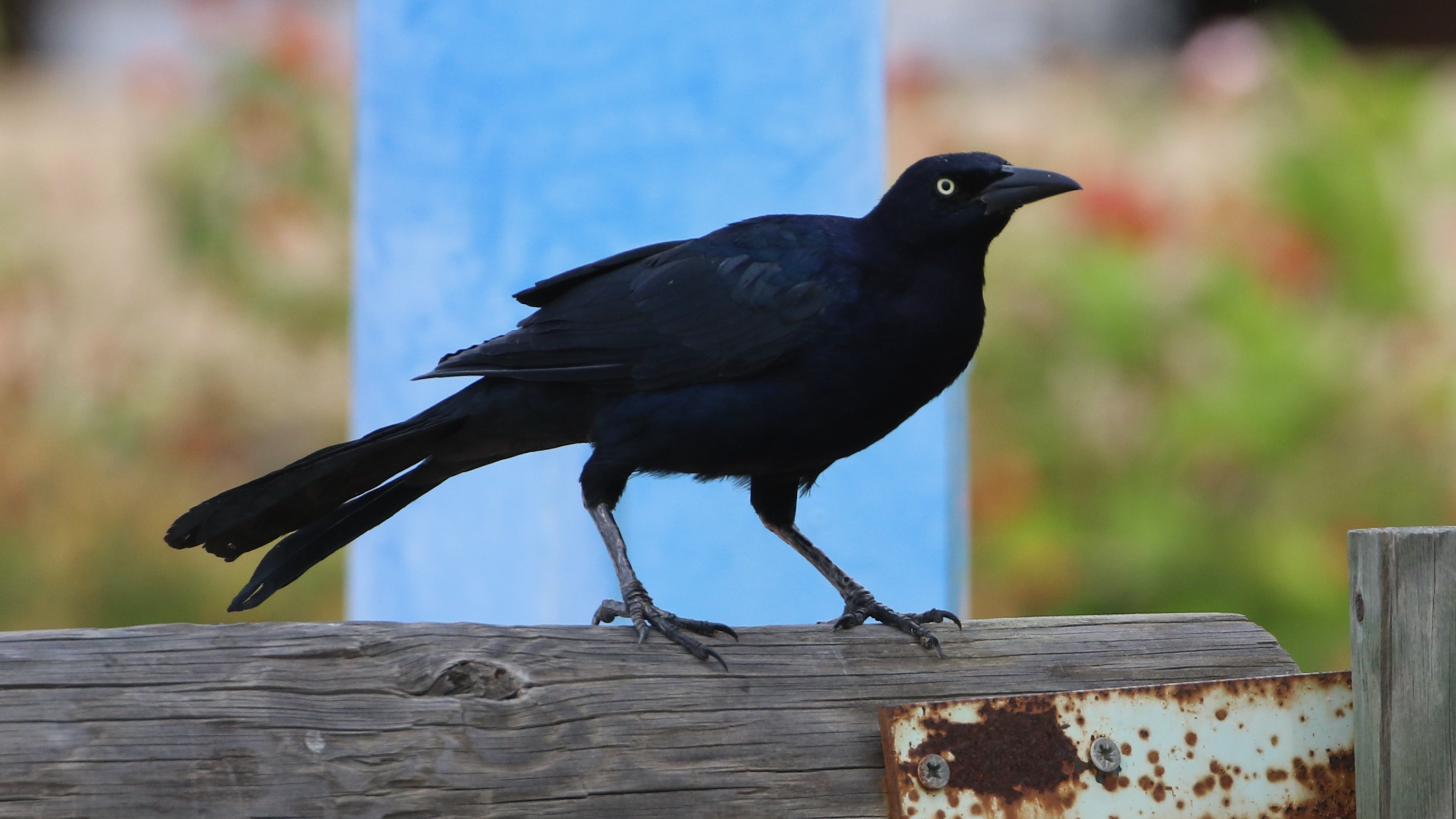 Grackles in the Western Palearctic - BirdGuides