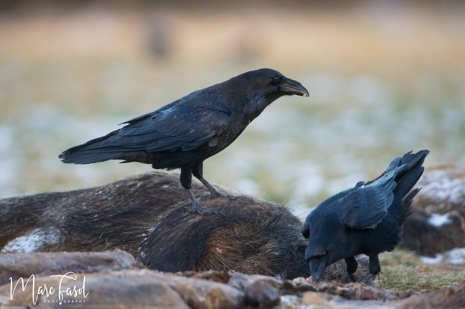Raven by Marc FASOL - BirdGuides