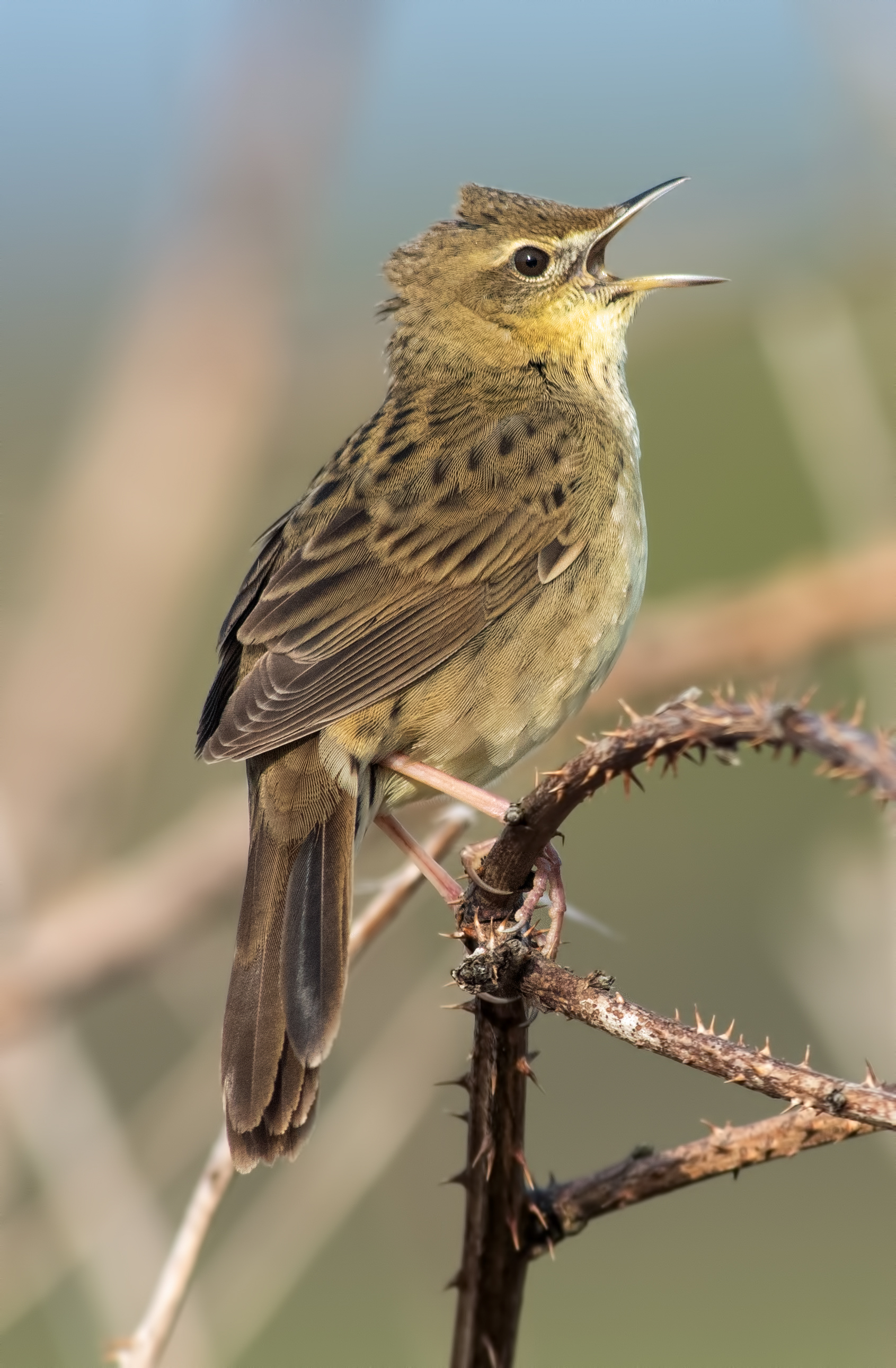 Grasshopper Warbler by Jack Bucknall - BirdGuides