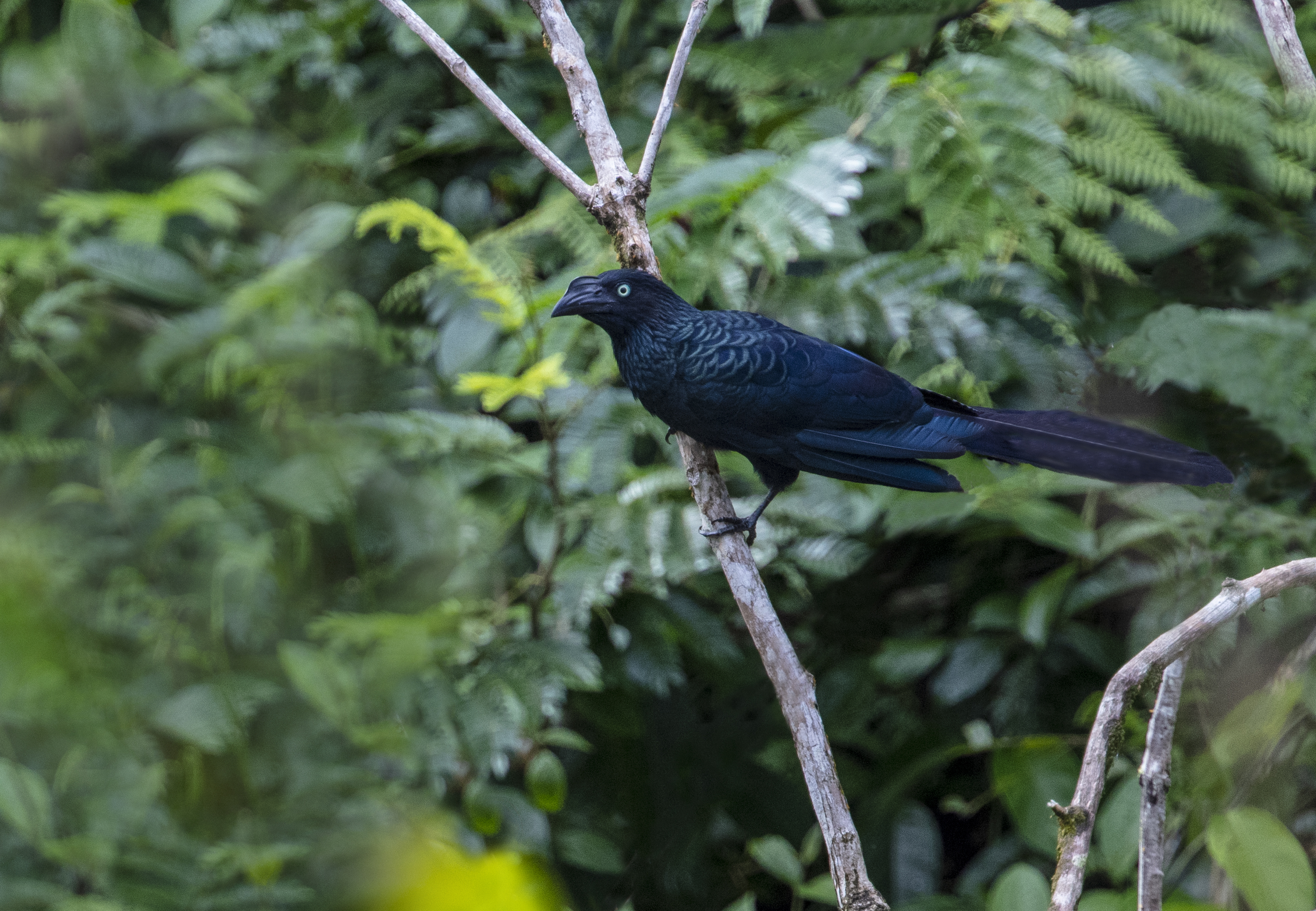 Details : Greater Ani - BirdGuides