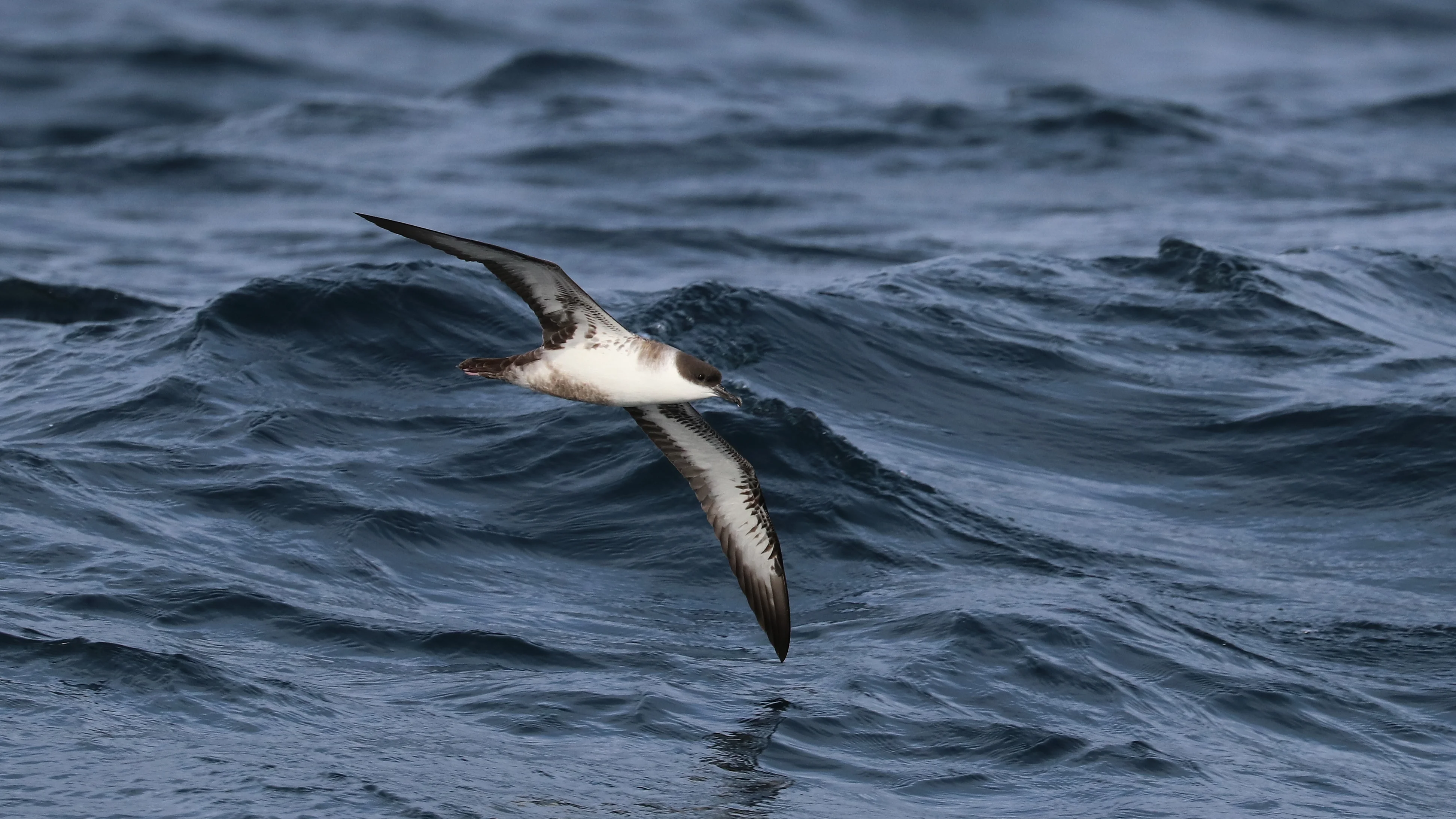 Details : Great Shearwater - BirdGuides
