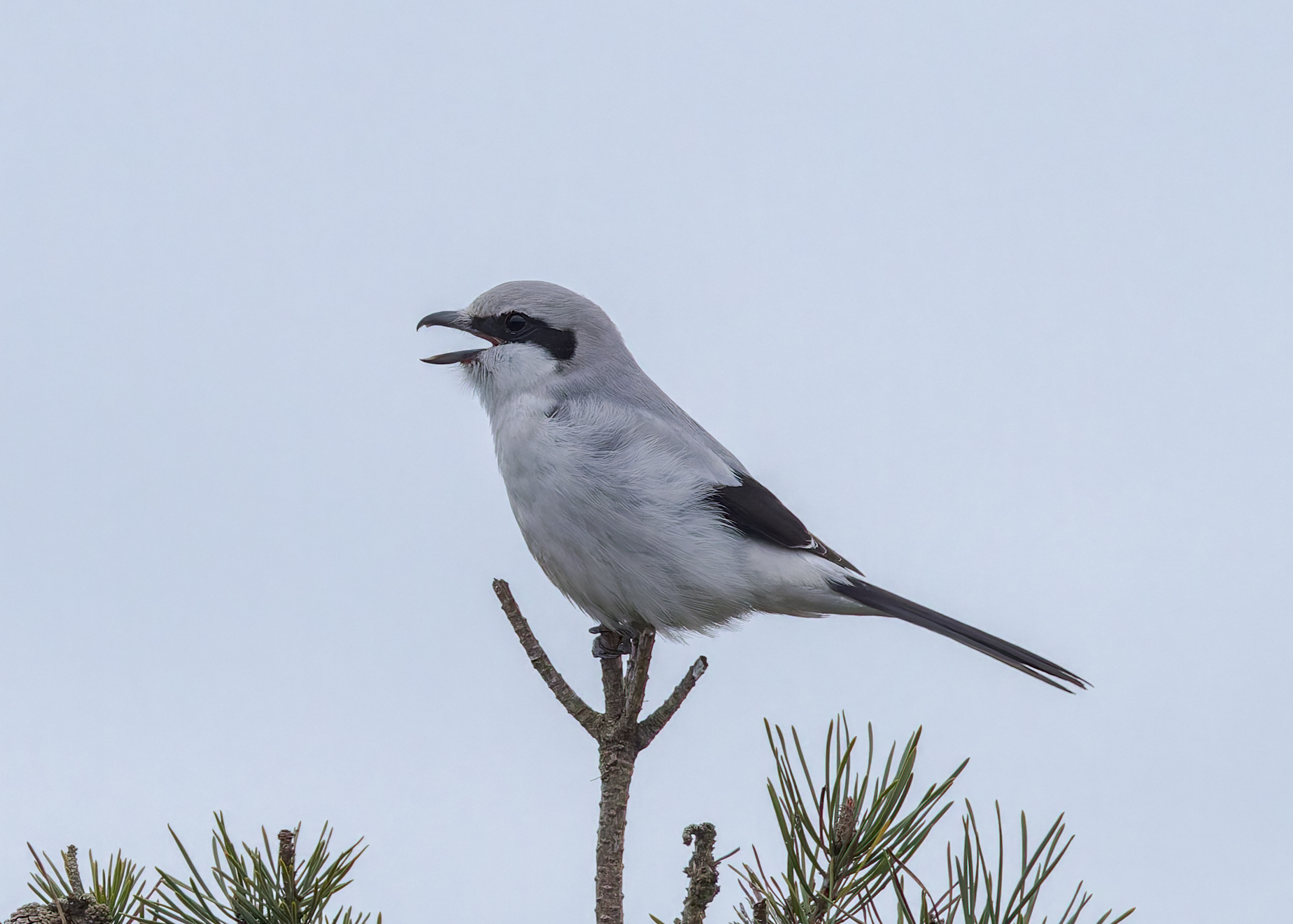Details : Great Grey Shrike - BirdGuides