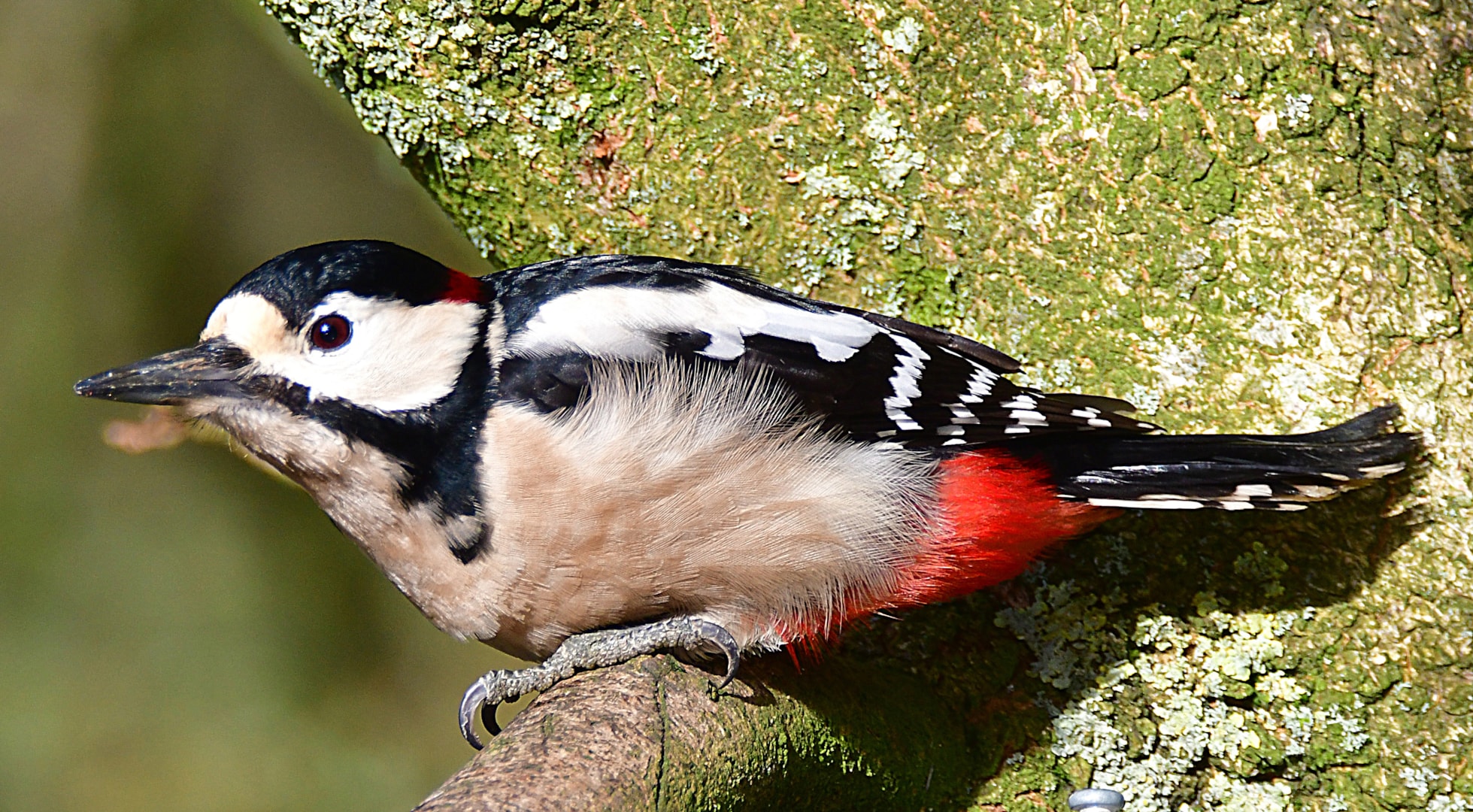 Great Spotted Woodpecker by Michael Neate - BirdGuides
