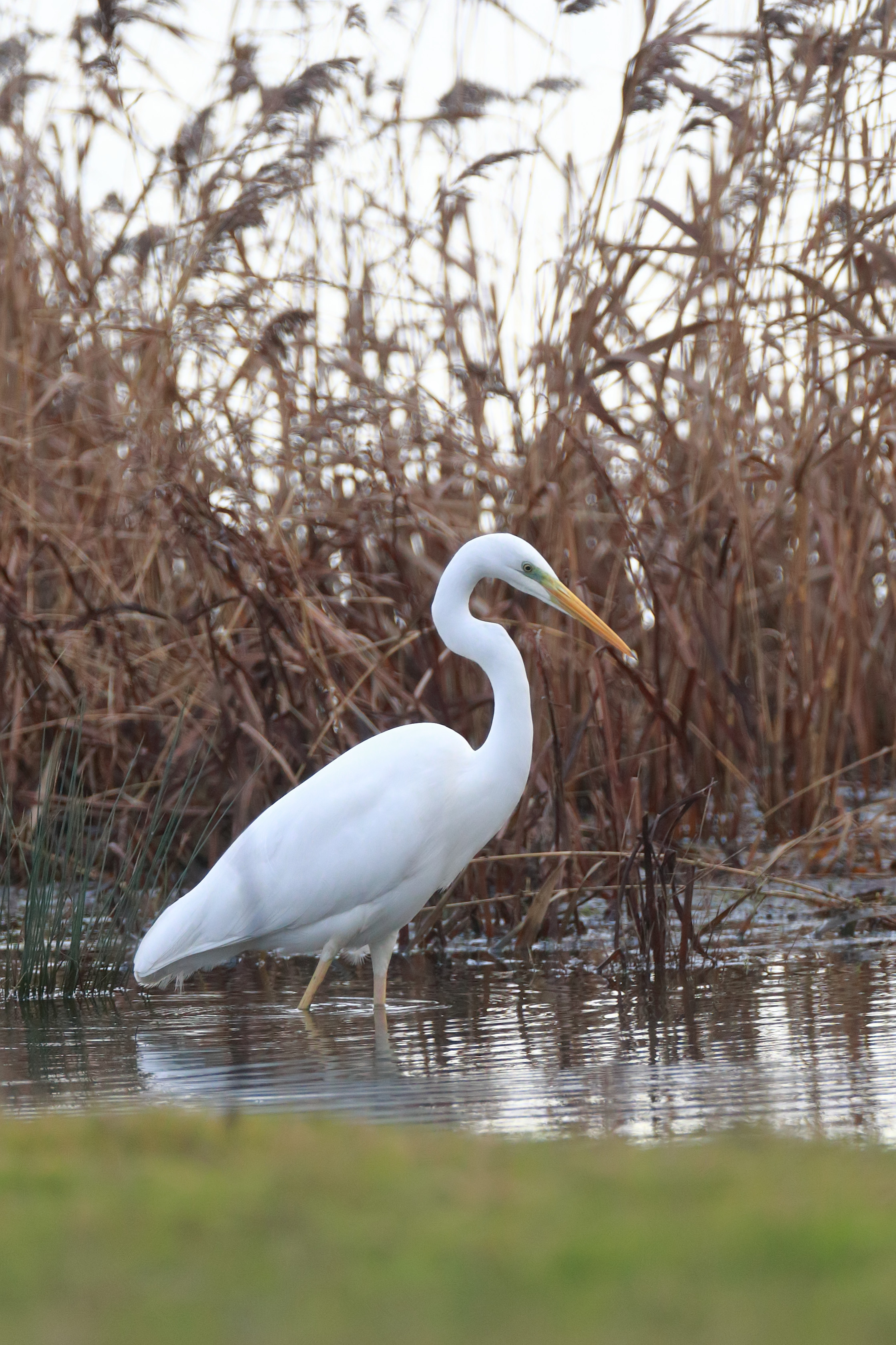 Great Egret by Ezhil Suresh - BirdGuides