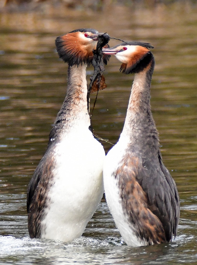 Great Crested Grebe by Michael Neate - BirdGuides