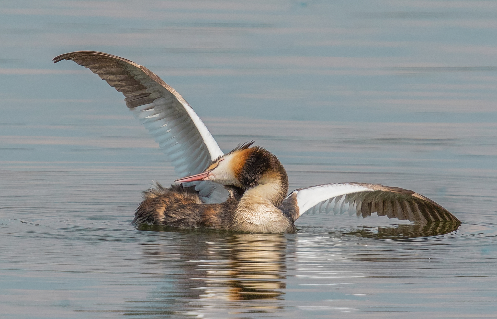 Great Crested Grebe by Robin Gossage - BirdGuides