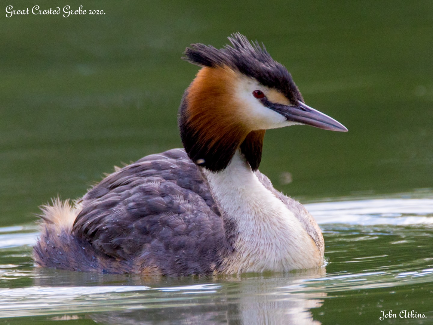 Great Crested Grebe by John Atkins - BirdGuides