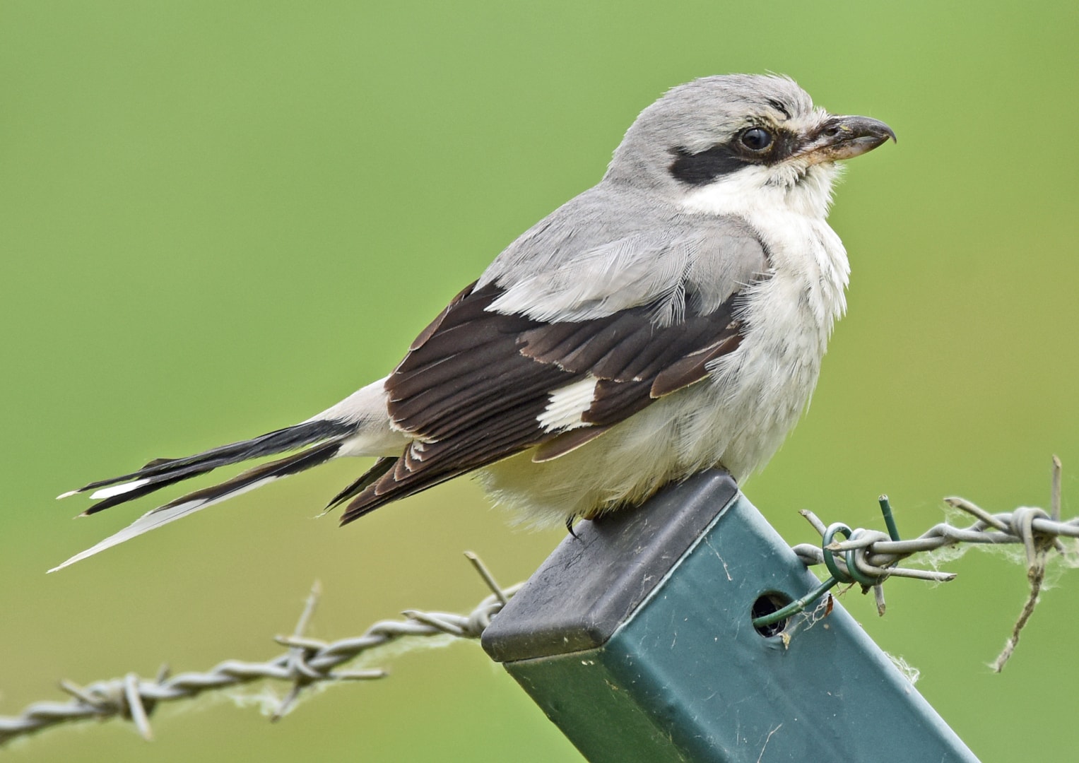 Great Grey Shrike by Tony Hovell - BirdGuides