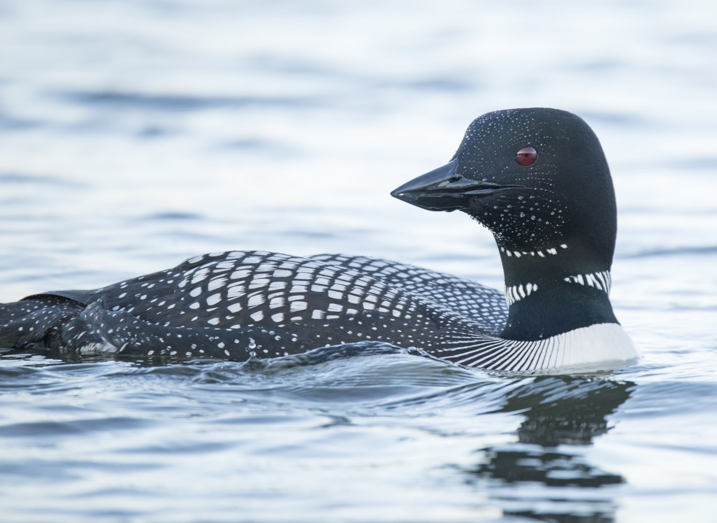 Great Northern Diver by Connor Coombes - BirdGuides