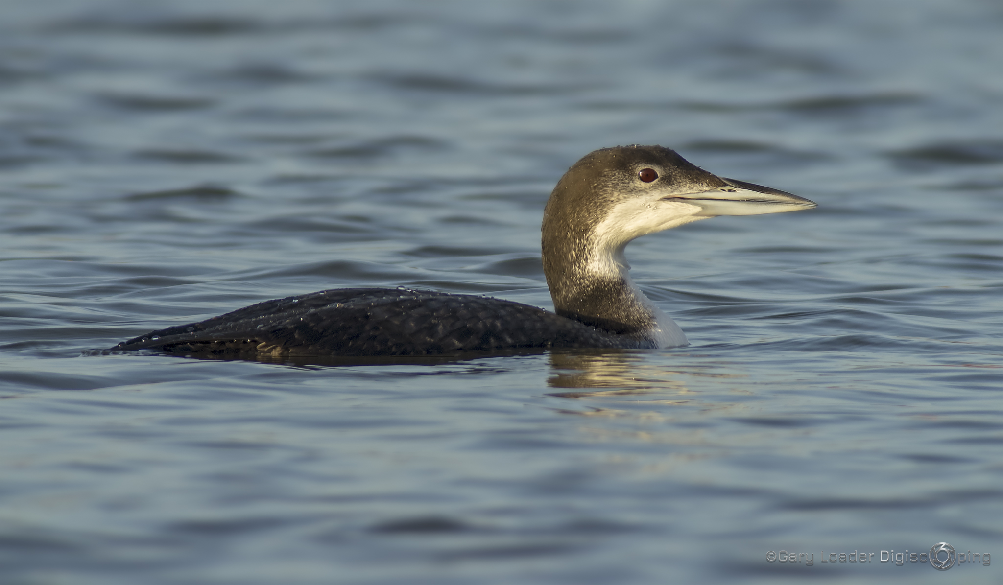 Great Northern Diver by Gary Loader - BirdGuides