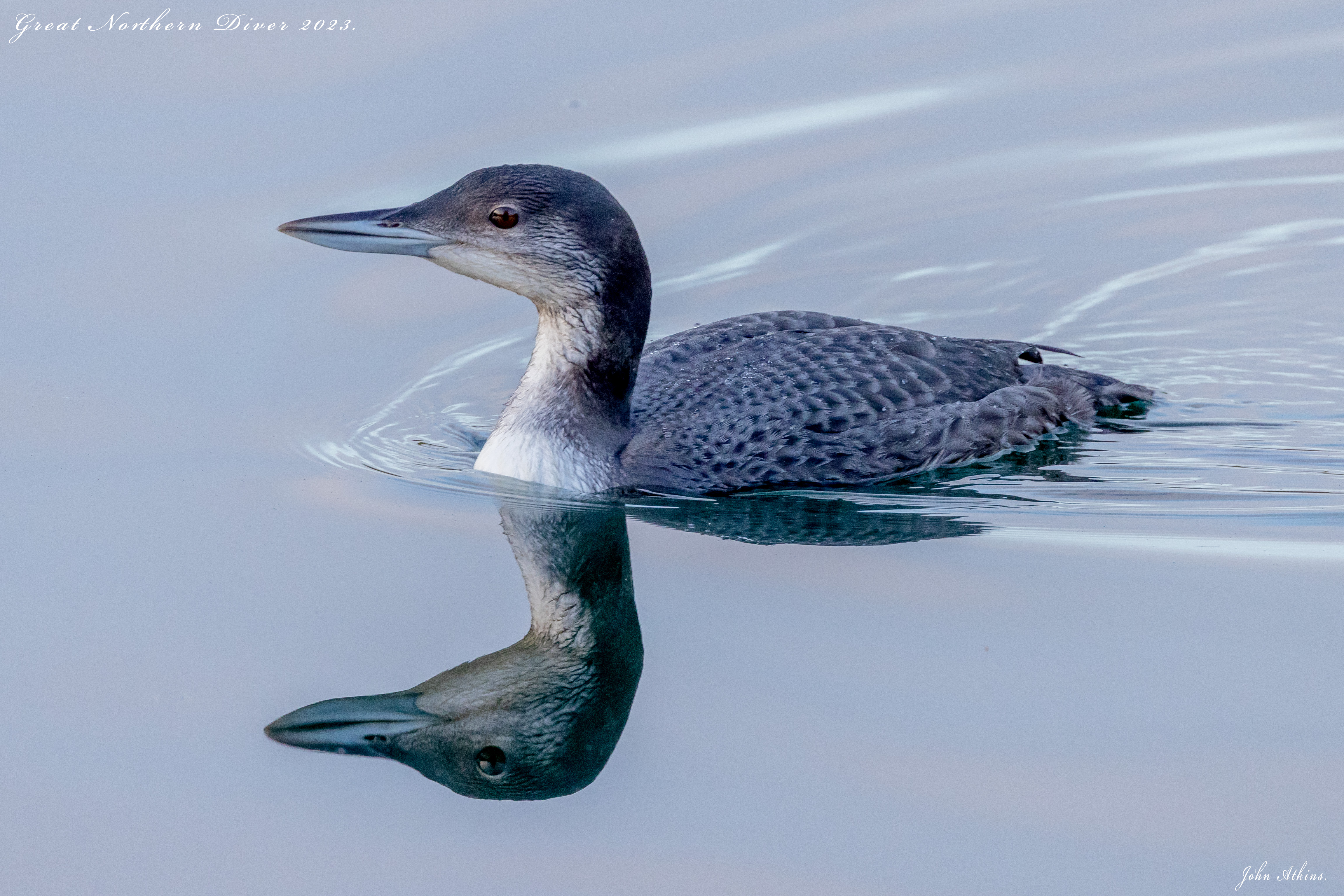 Great Northern Diver by John Atkins - BirdGuides