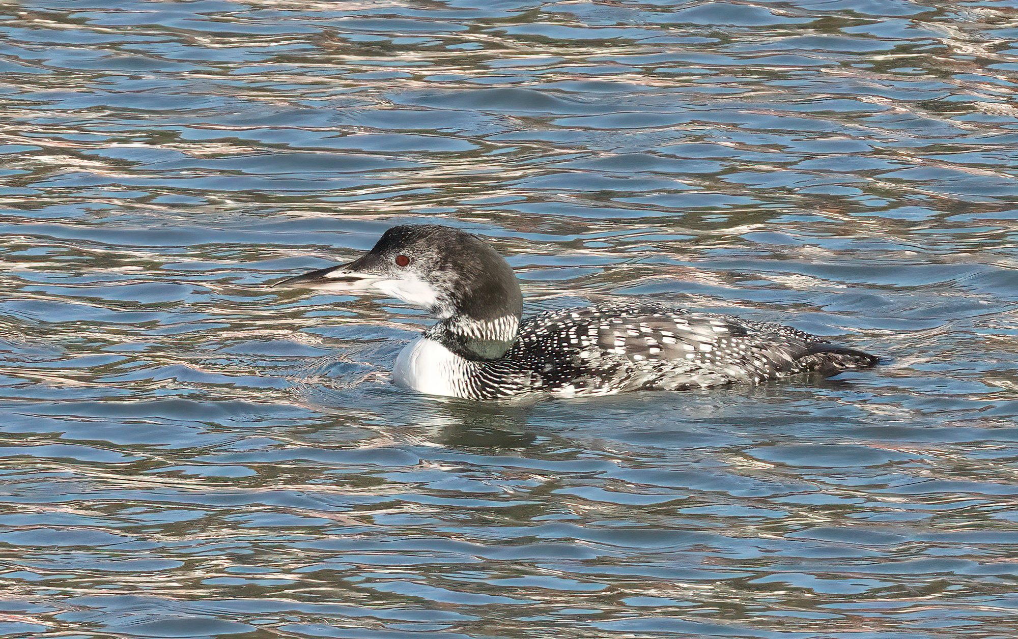 Great Northern Diver by John Derick Elvidge - BirdGuides