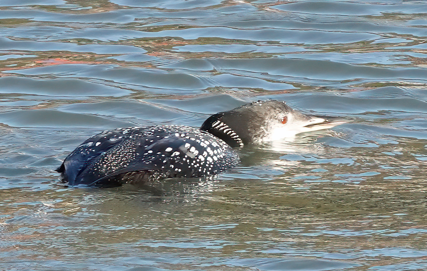 Great Northern Diver by John Derick Elvidge - BirdGuides