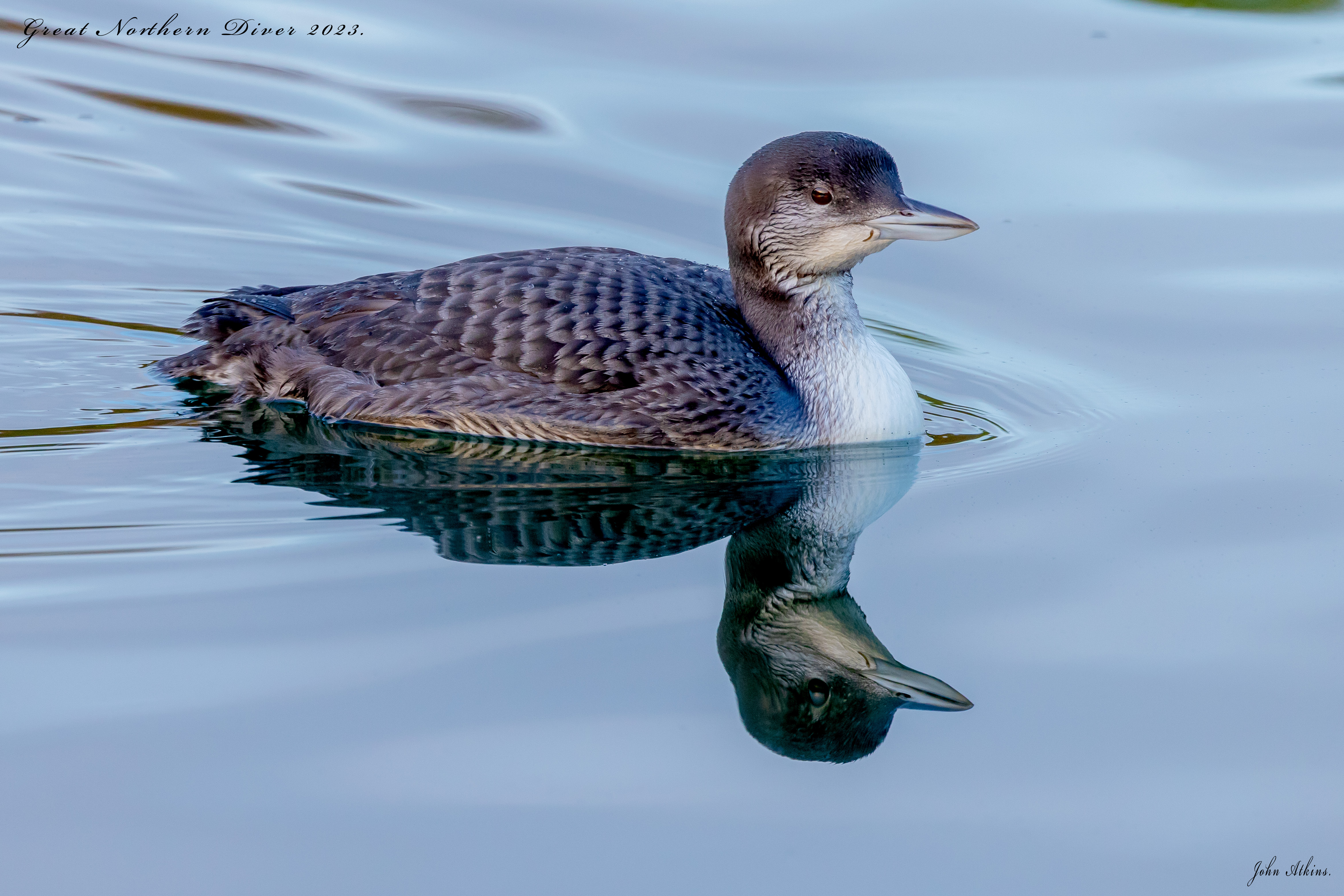 Great Northern Diver by John Atkins - BirdGuides