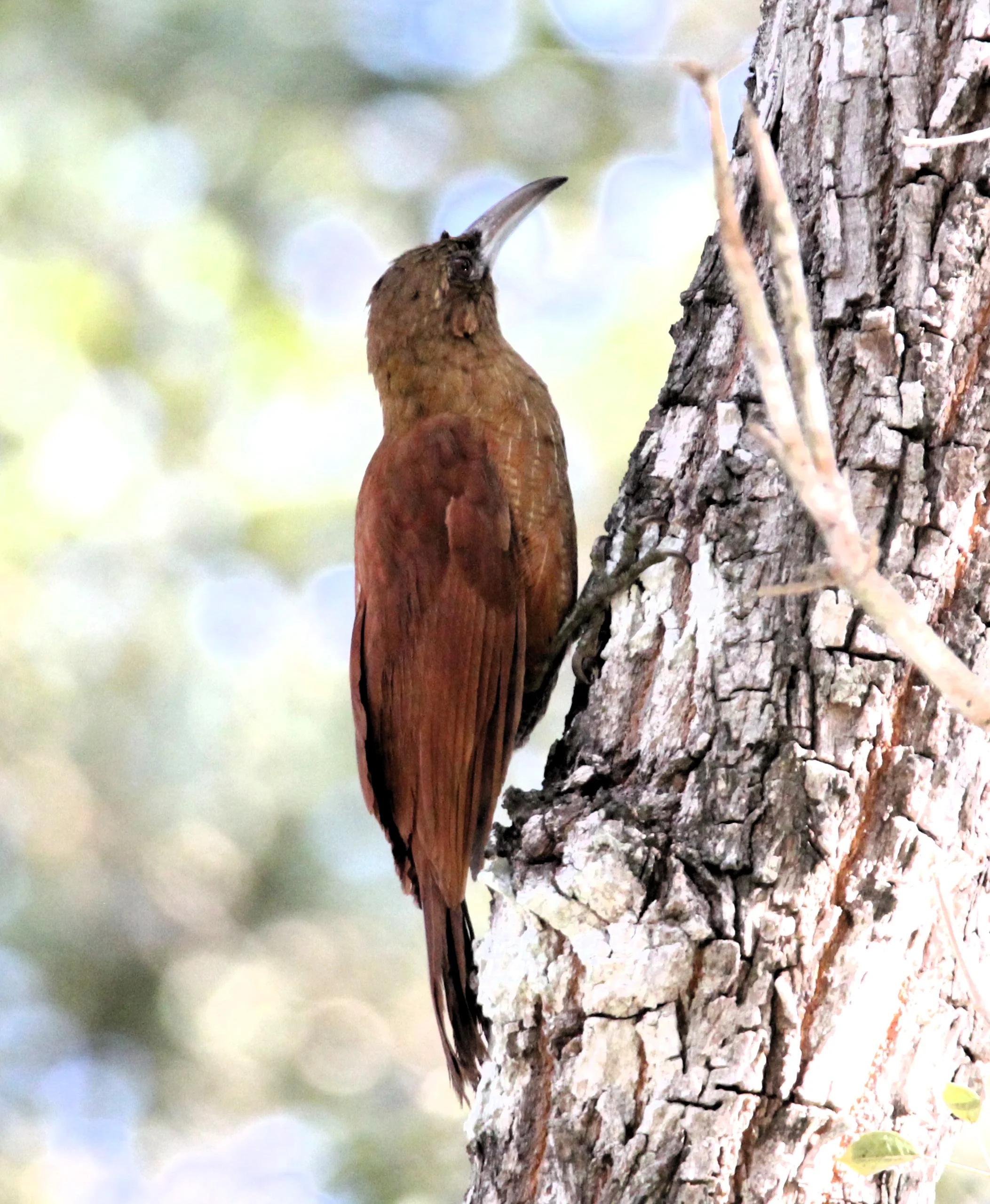 Details : Great Rufous Woodcreeper - BirdGuides