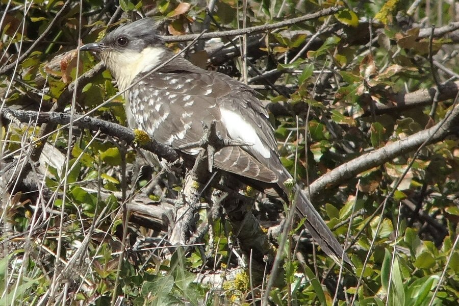 Great Spotted Cuckoo by Tony Dixon - BirdGuides