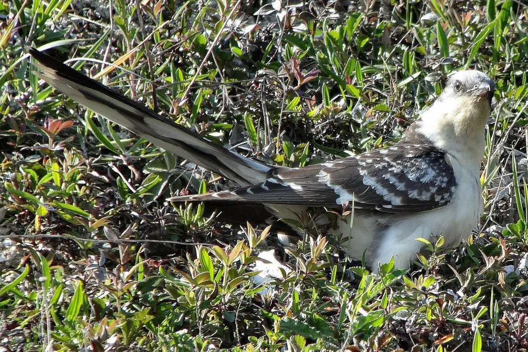 Great Spotted Cuckoo by Tony Dixon - BirdGuides