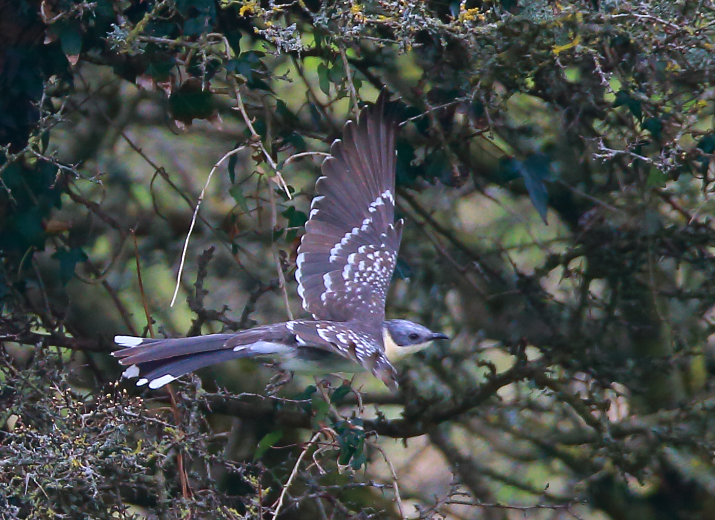 Great Spotted Cuckoo by Mike Trew - BirdGuides
