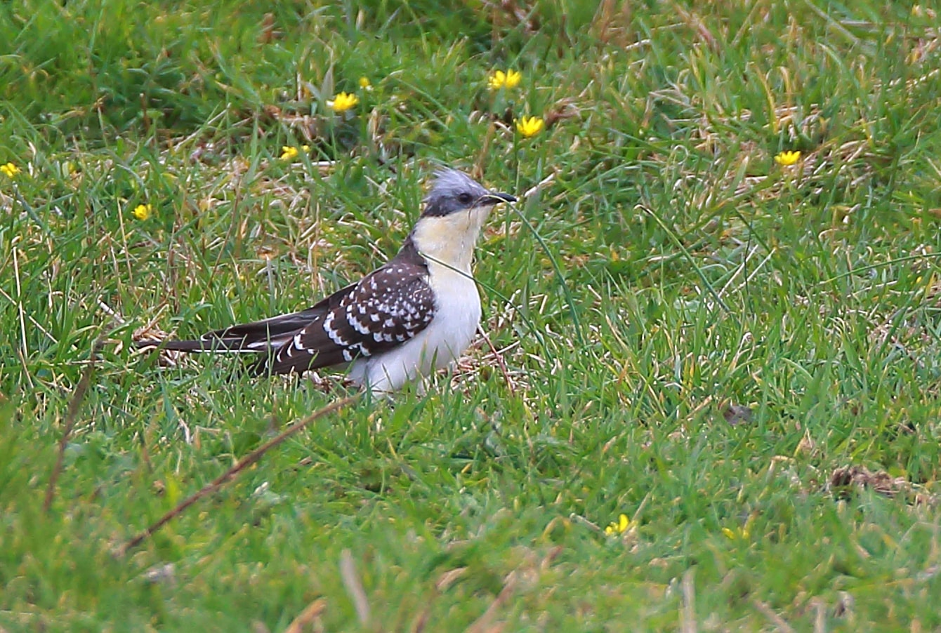 Great Spotted Cuckoo by Mike Trew - BirdGuides