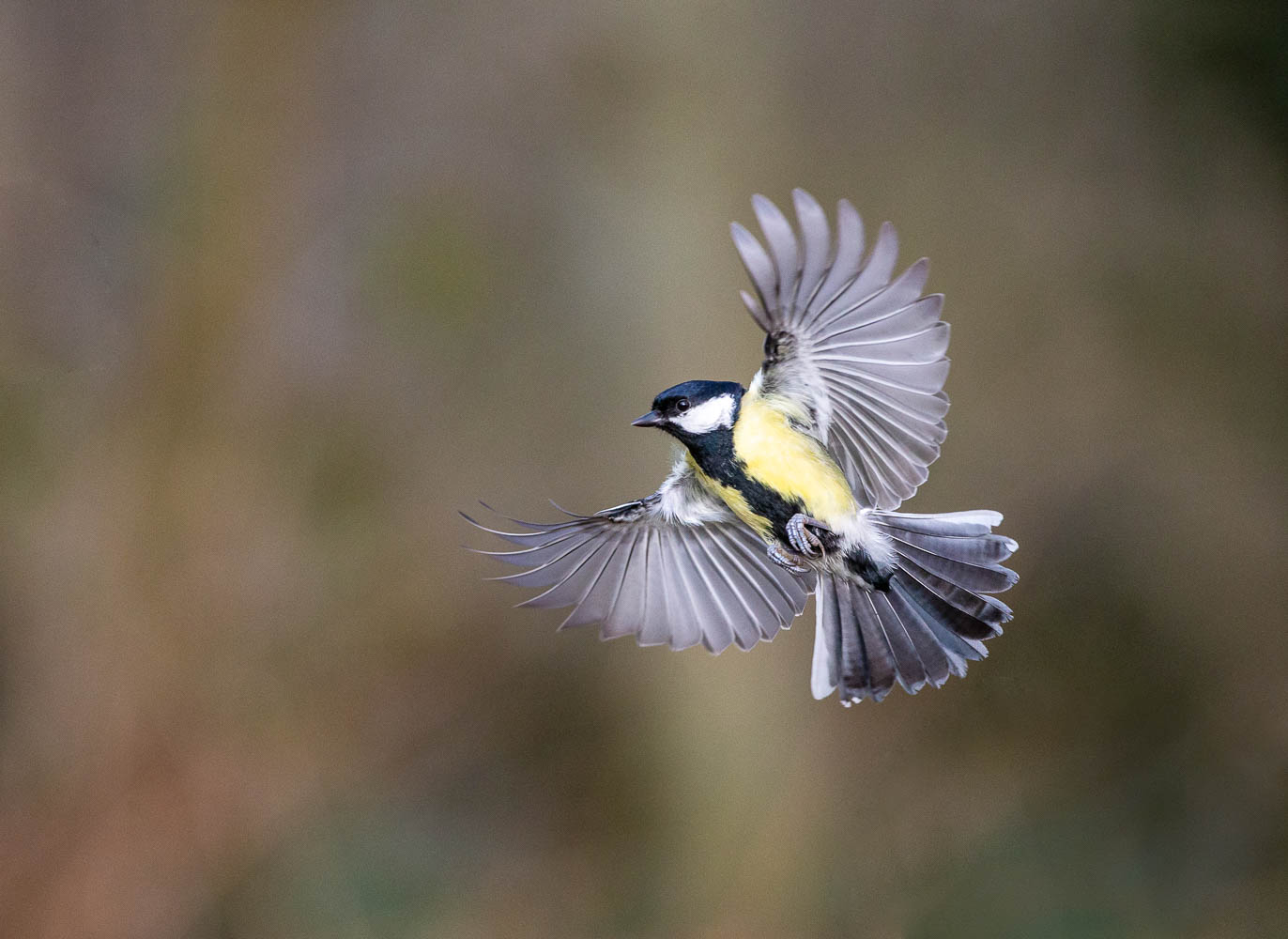 Social birds are more intrepid feeders - BirdGuides