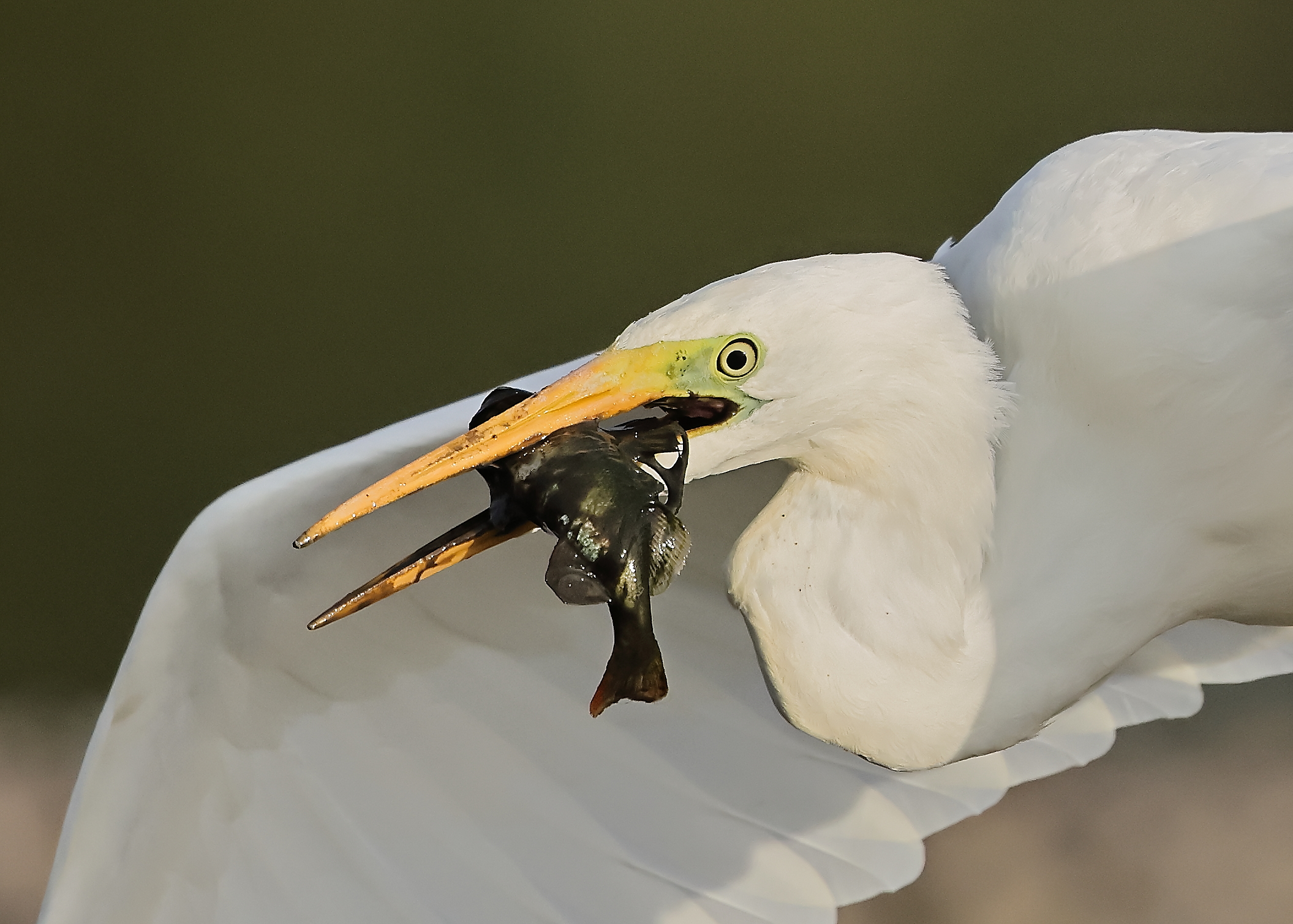 Great Egret breeds in Wales for first time - BirdGuides