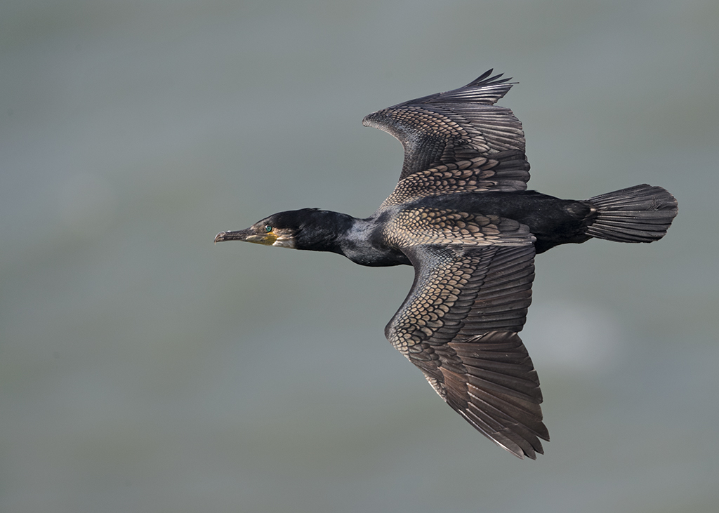 Details : Great Cormorant - BirdGuides