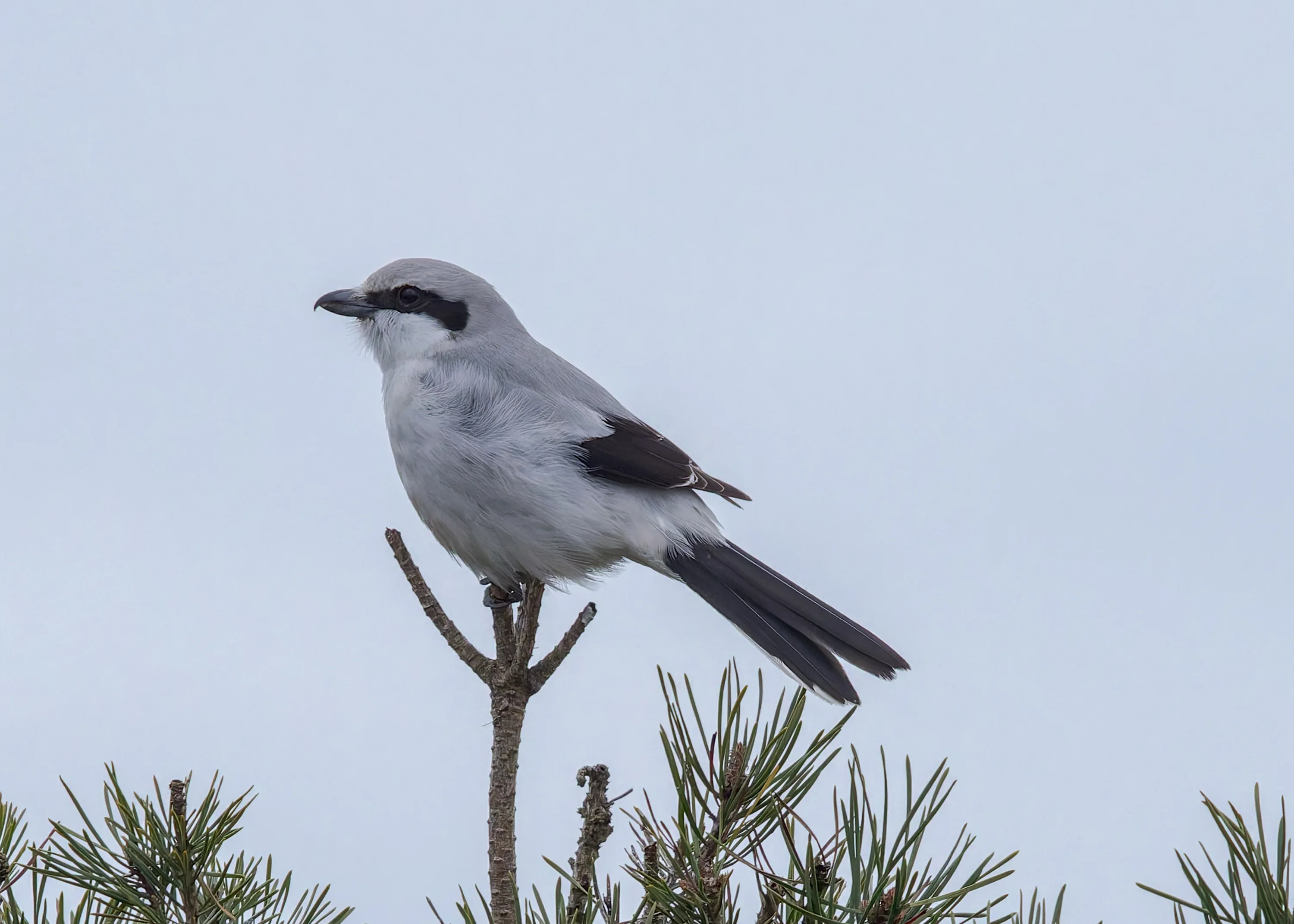 Details : Great Grey Shrike - BirdGuides