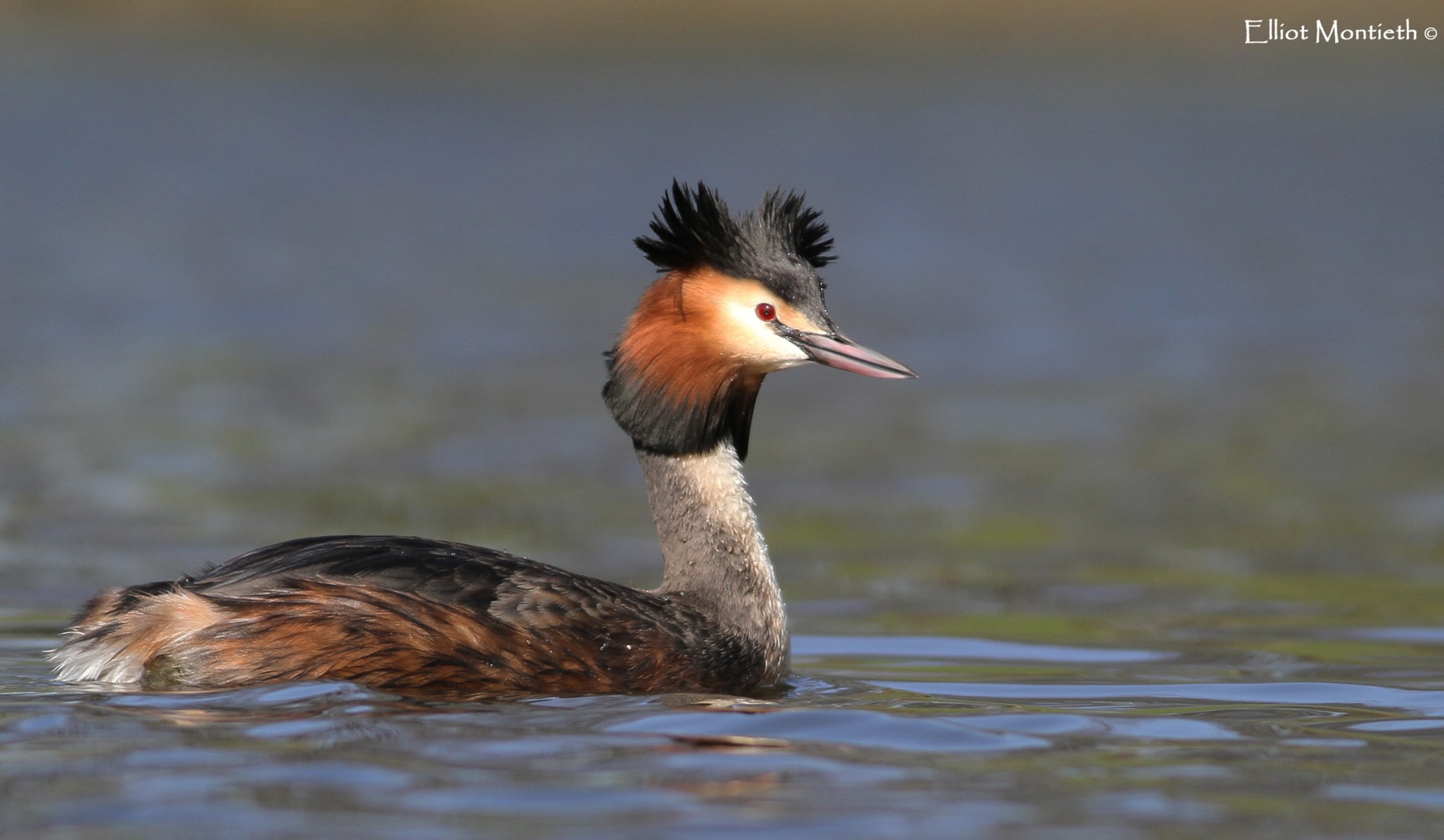 Great Crested Grebe by Elliot Montieth - BirdGuides