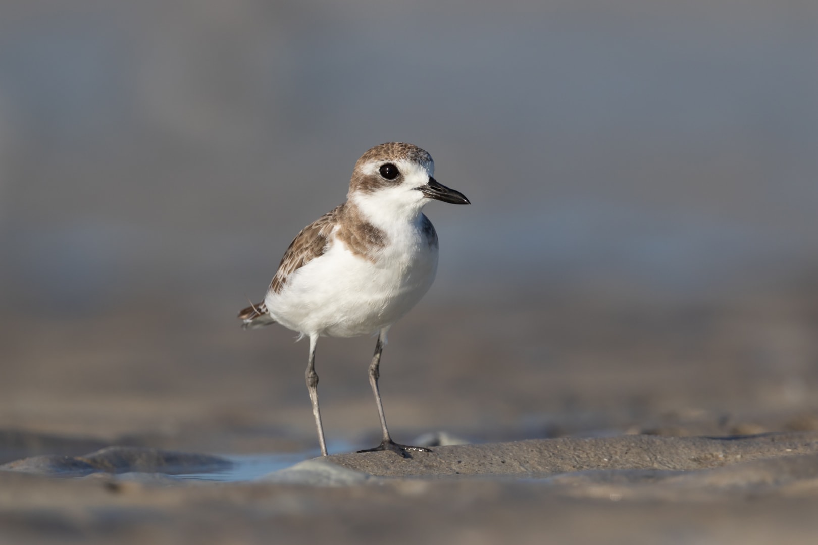 Greater Sand Plover by Chris Young - BirdGuides