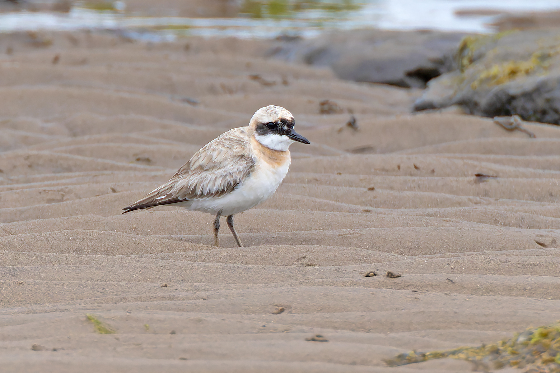 Greater Sand Plover by Tom Tams - BirdGuides